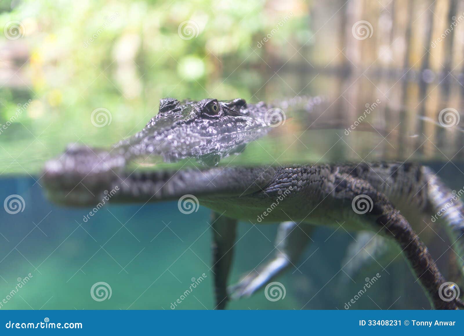 Crocodile stock image. Image of reptile, crocodile, enclosure - 33408231