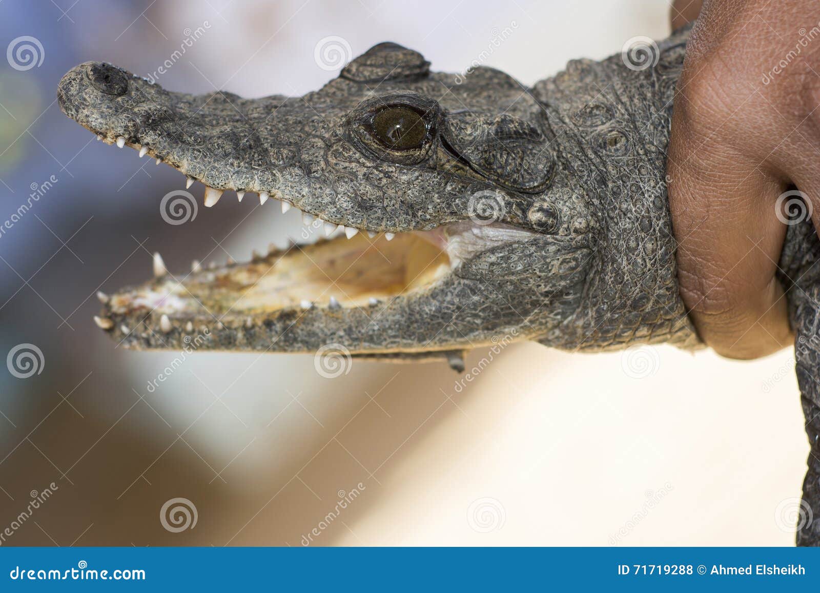 Crocodile in Hand stock photo. Image of wildlife, crocodile - 71719288