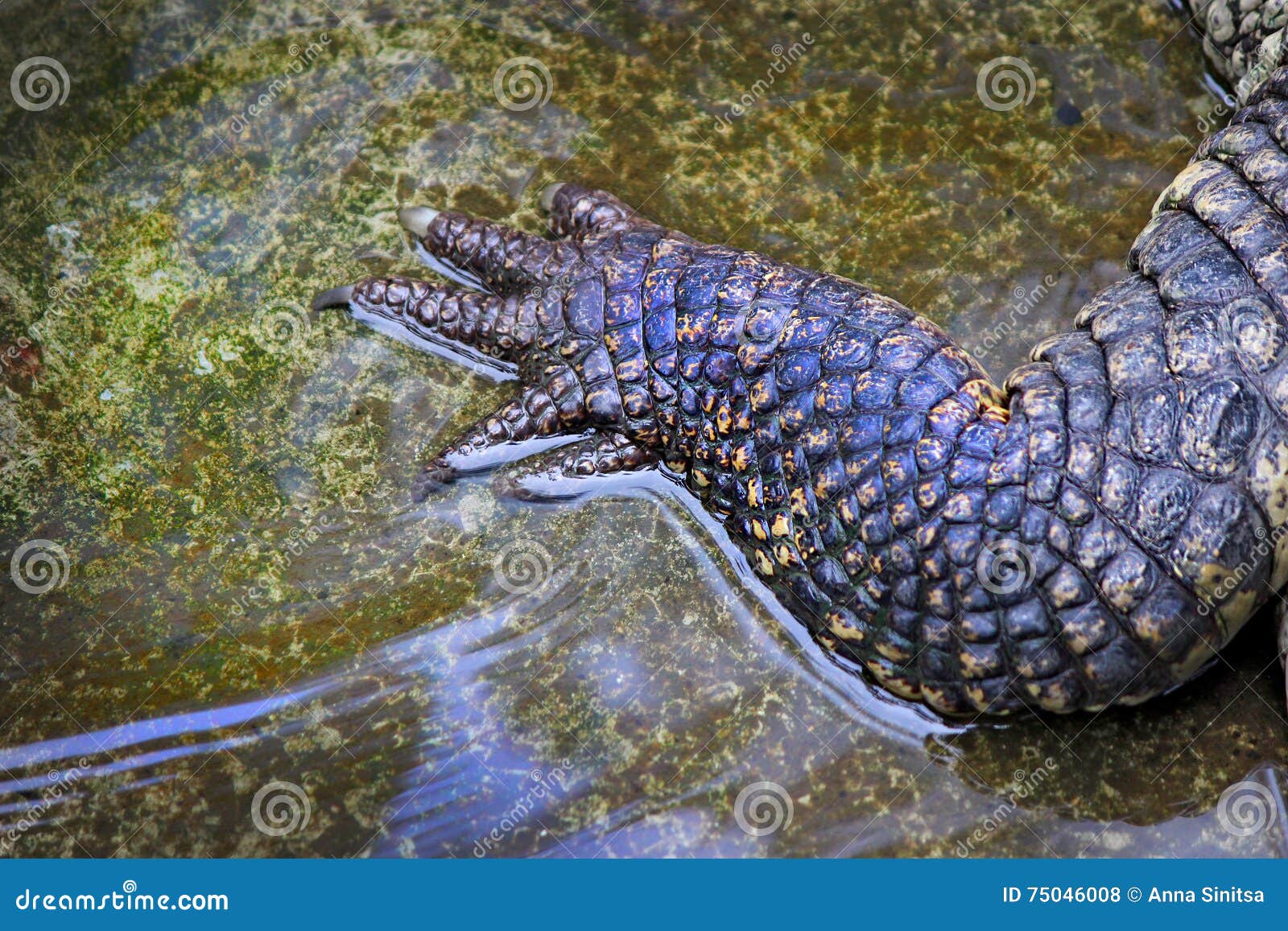 Crocodile hand close up stock photo. Image of amphibian - 75046008