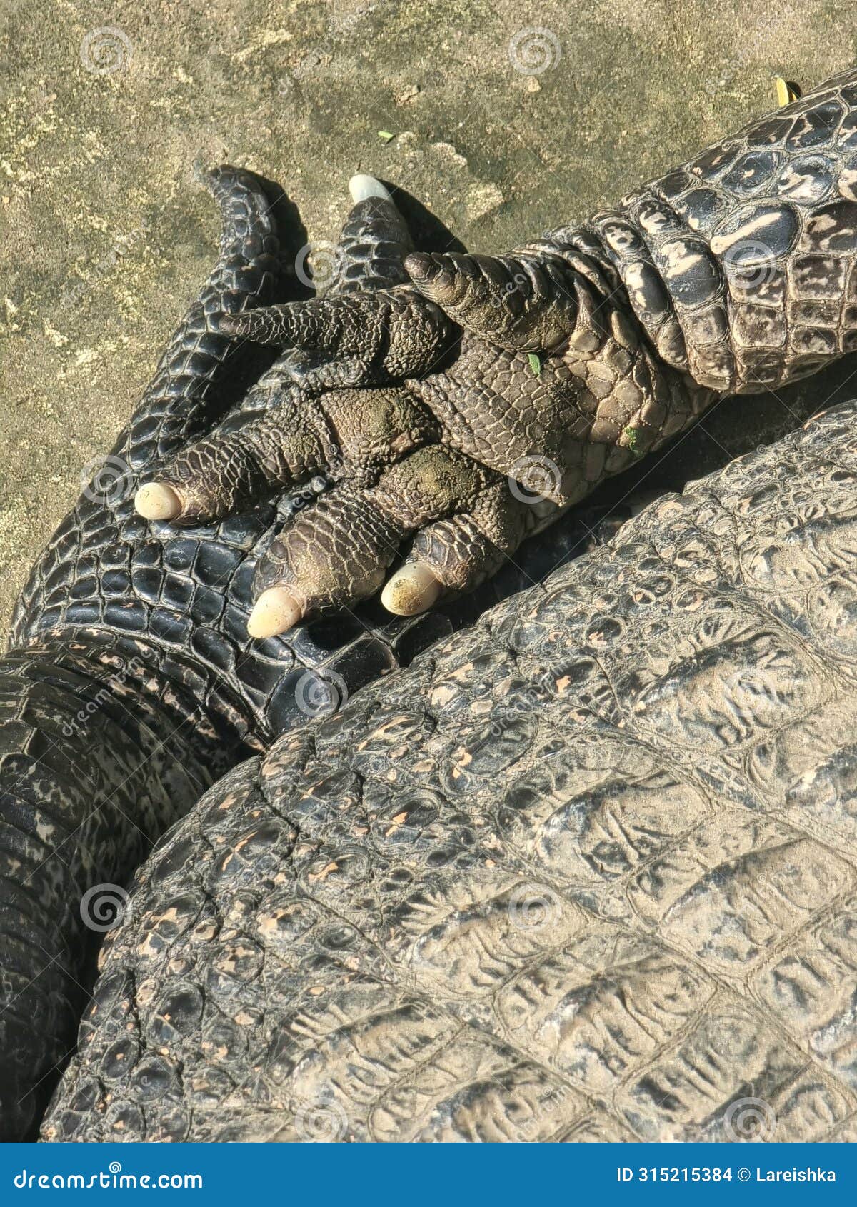 Crocodile Hand Nature Nails Scales Outdoors Stock Photo - Image of ...