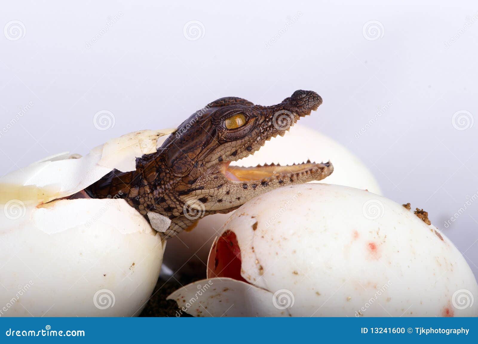 Crocodile Hatching stock photo. Image of blue, eyes, environment - 13241600