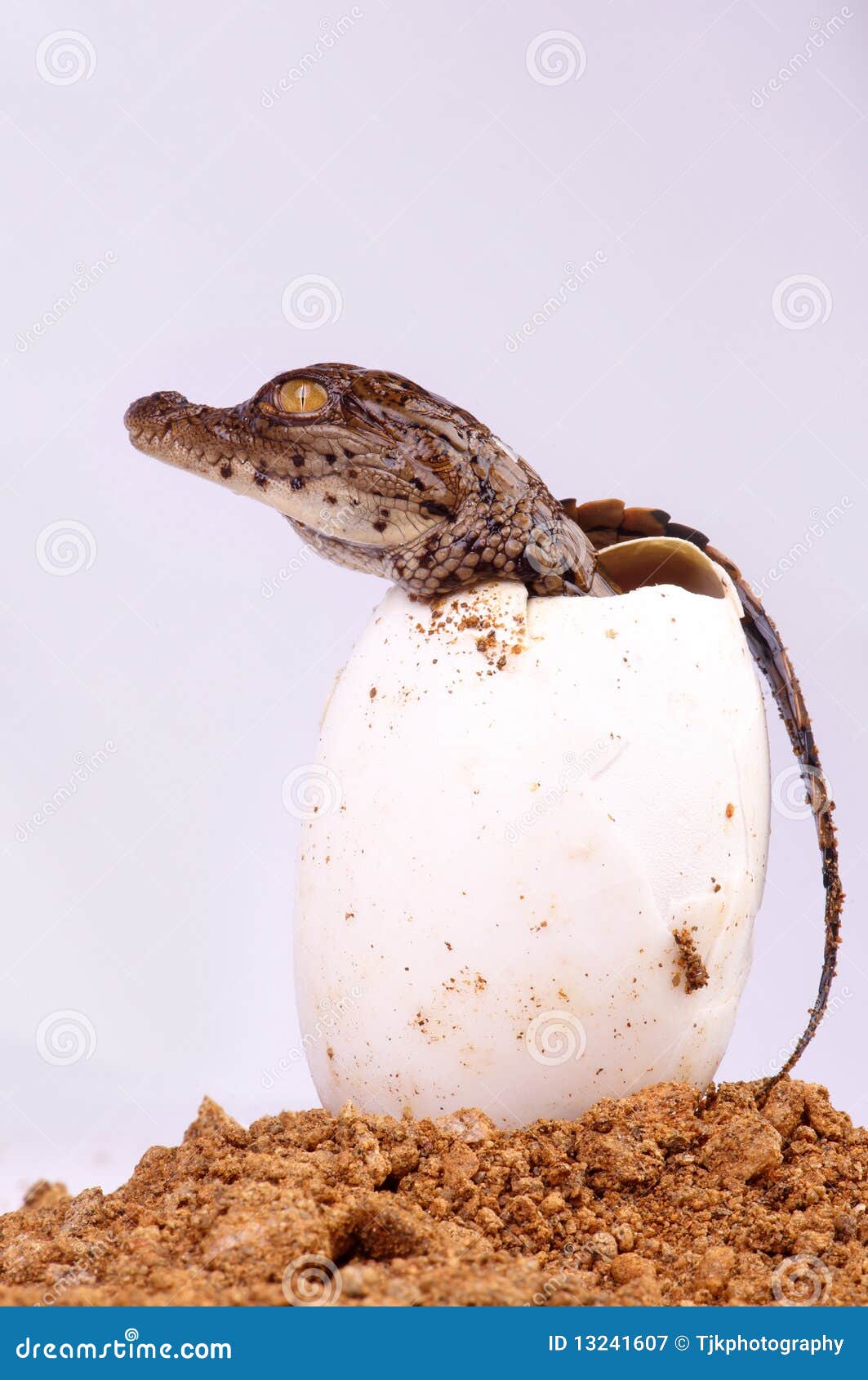 Crocodile Hatching stock image. Image of copy, environment - 13241607