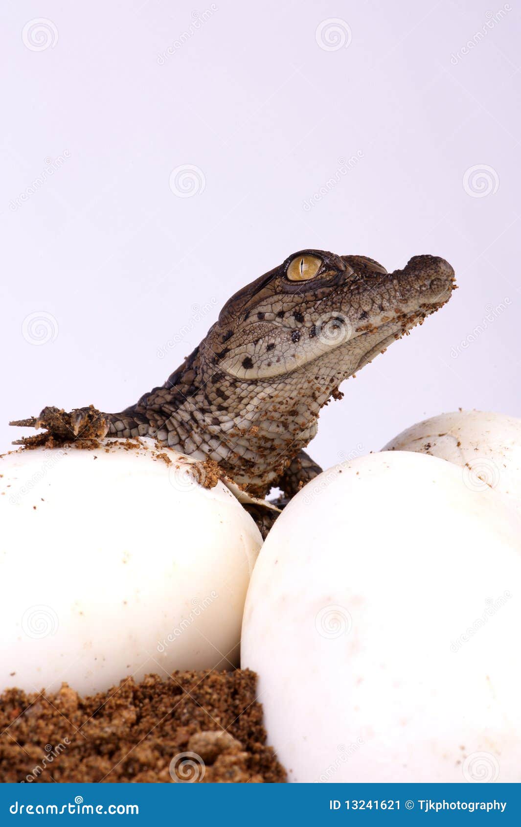 Crocodile Hatching stock image. Image of sand, photographs - 13241621