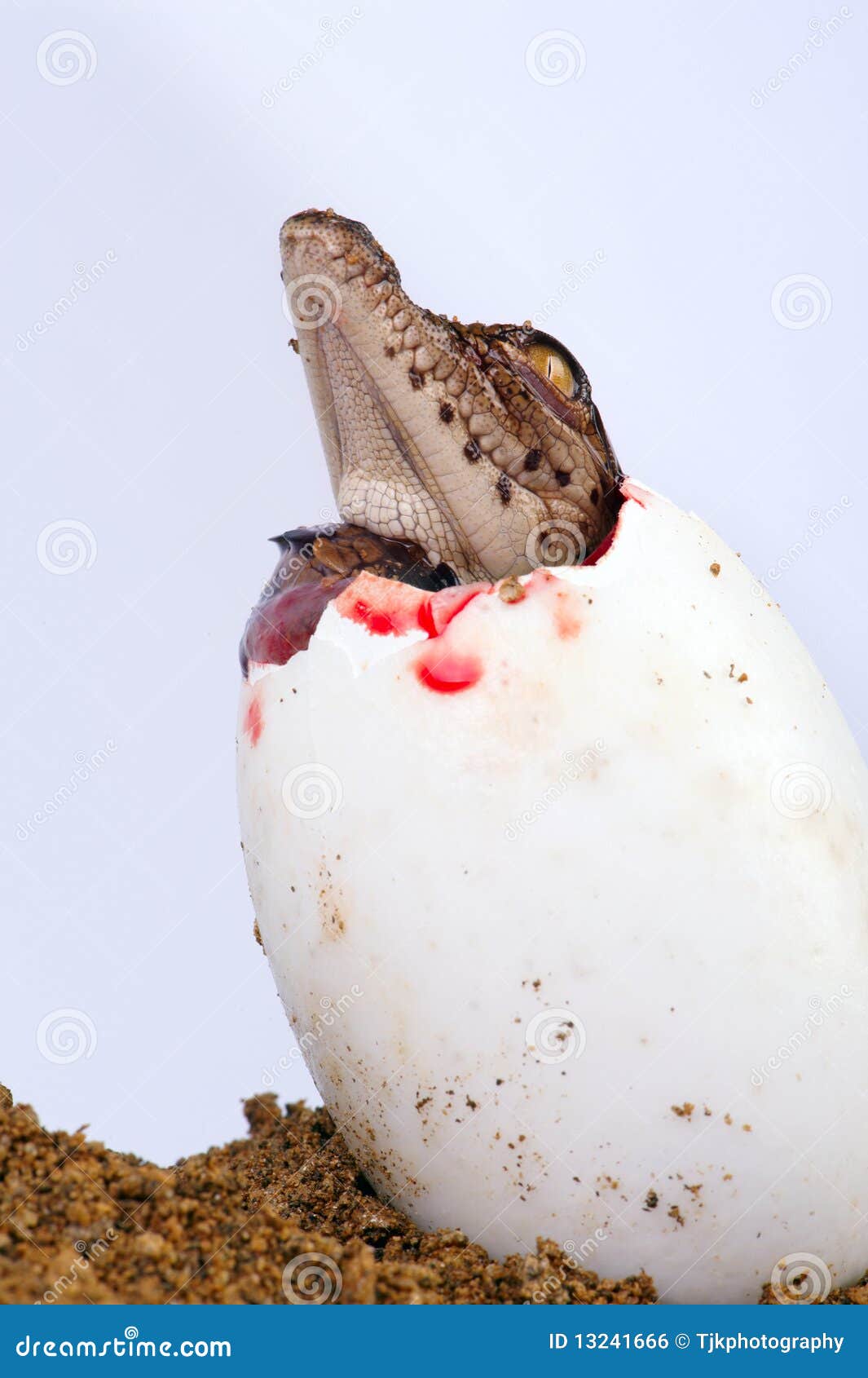 Crocodile Hatching stock photo. Image of environment - 13241666