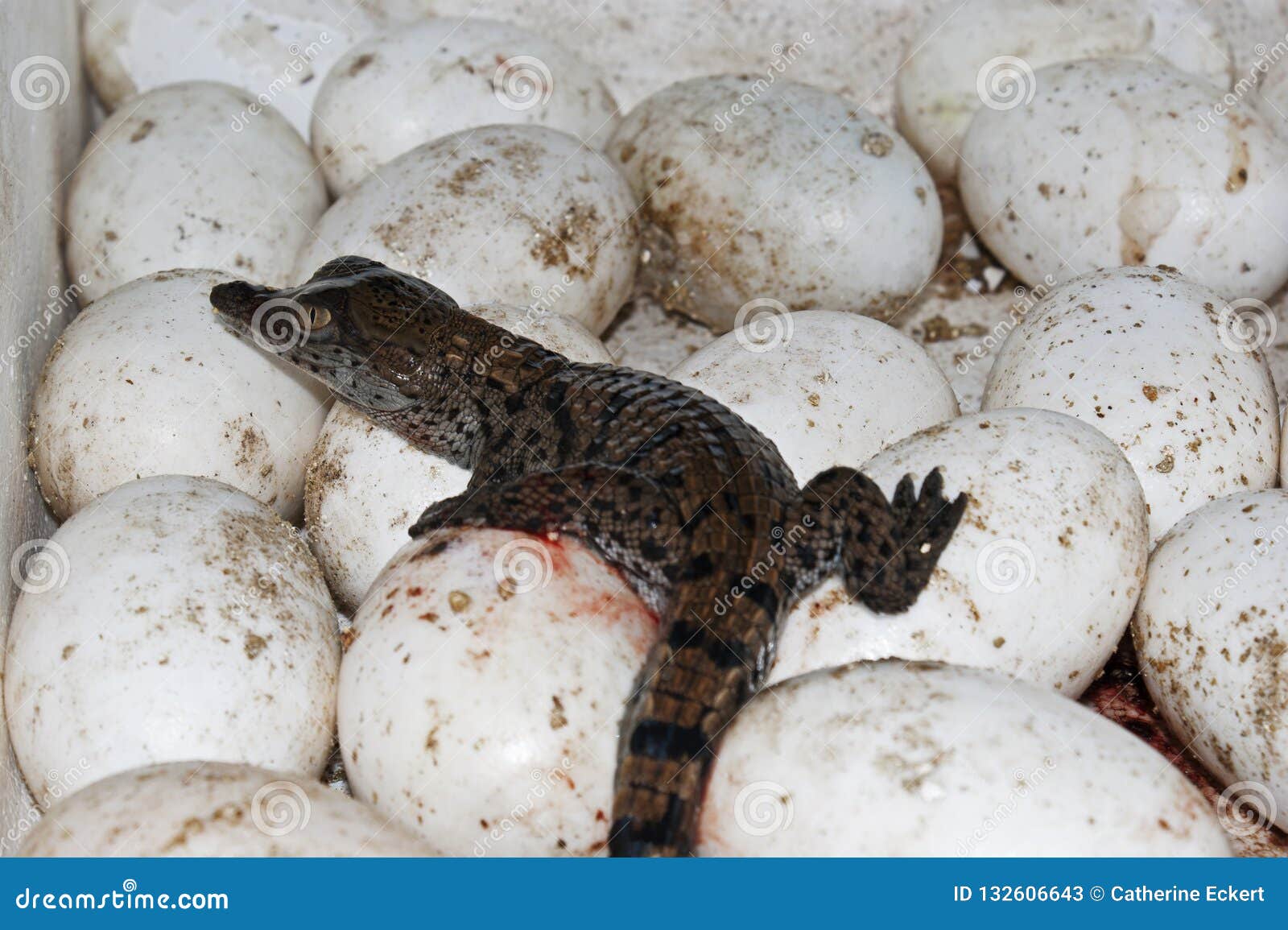 A Crocodile Hatchling and Eggs at a Crocodile Farm Stock Image - Image ...