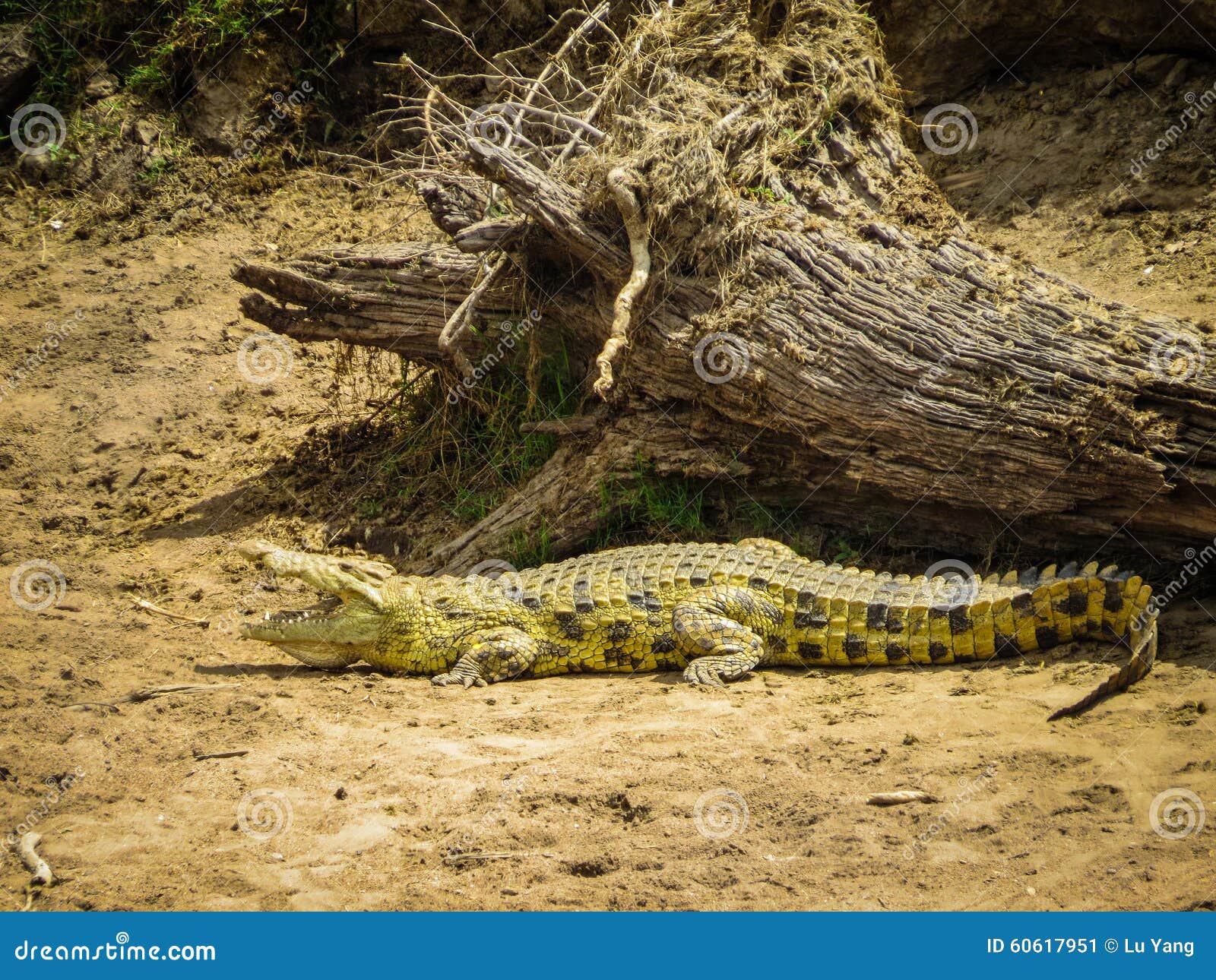 Crocodile Bathing In Sun At Greater St. Lucia Wetland Park World ...