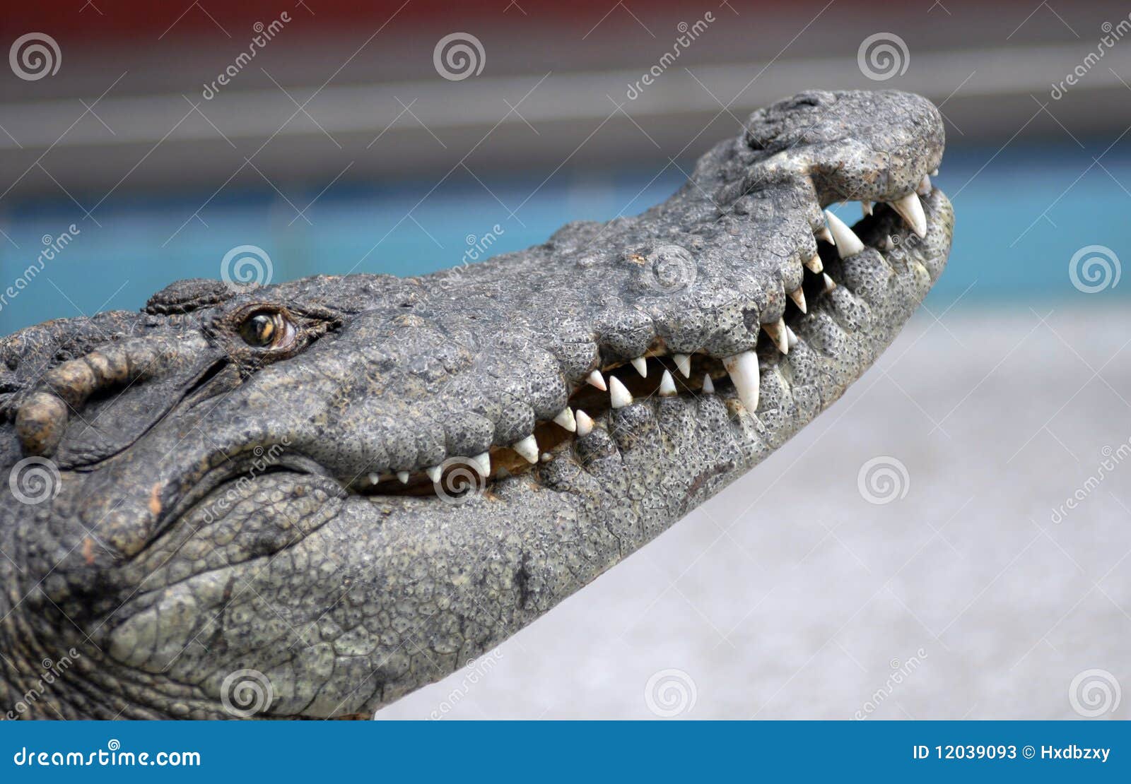 Crocodile Head, Top View. Royalty-Free Stock Photo | CartoonDealer.com ...