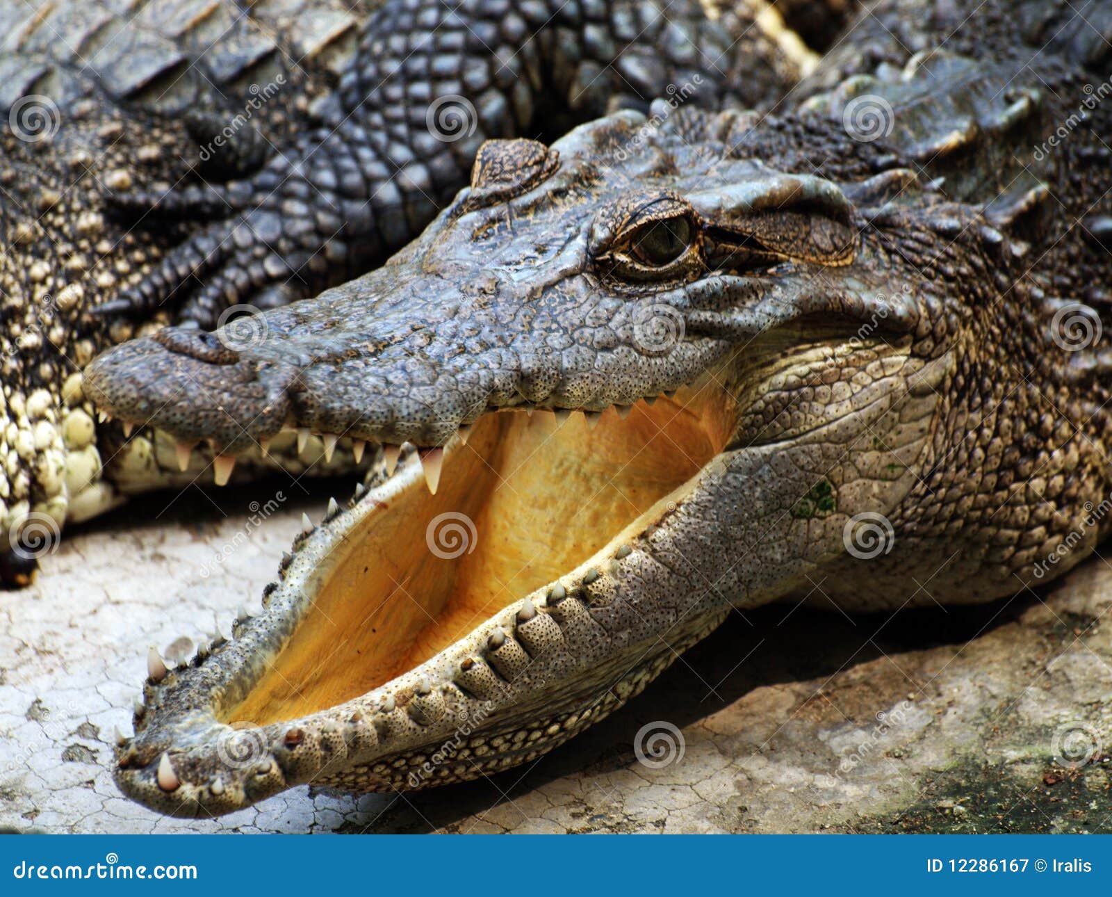 Crocodile Head Royalty Free Stock Photography - Image: 12286167