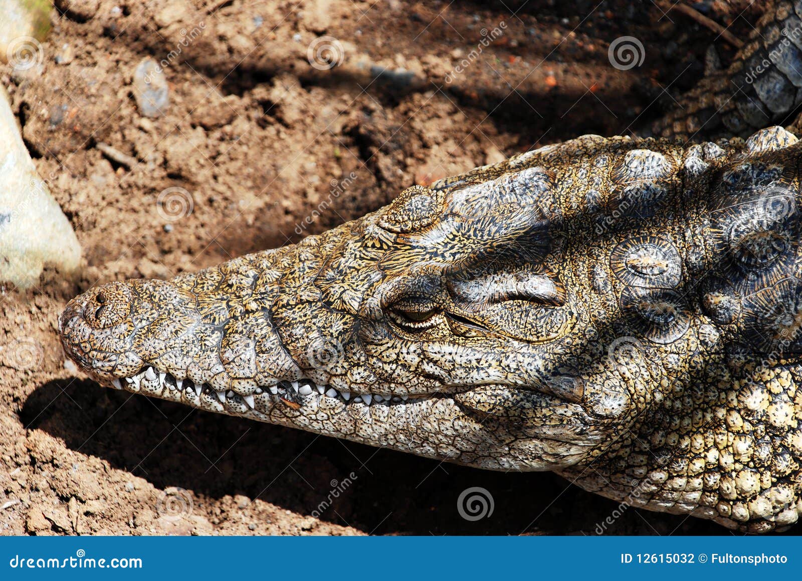 Crocodile Head, Top View. Royalty-Free Stock Photo | CartoonDealer.com ...