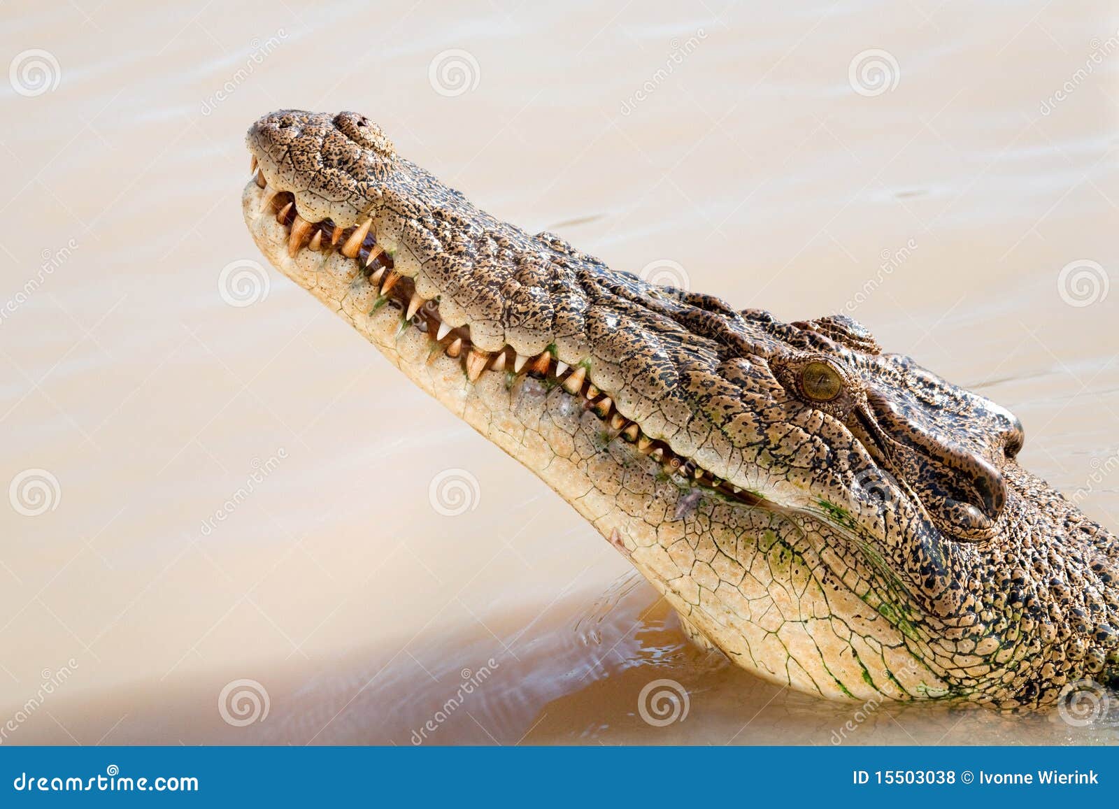 Crocodile head stock photo. Image of reptile, wildlife - 15503038
