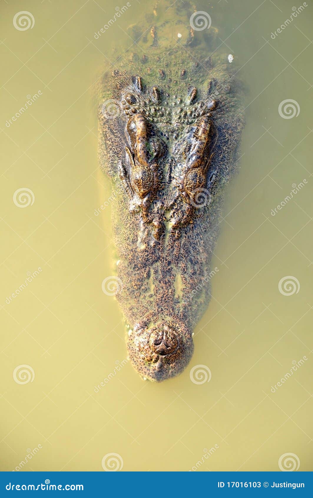Crocodile Head, Top View. Royalty-Free Stock Photo | CartoonDealer.com ...