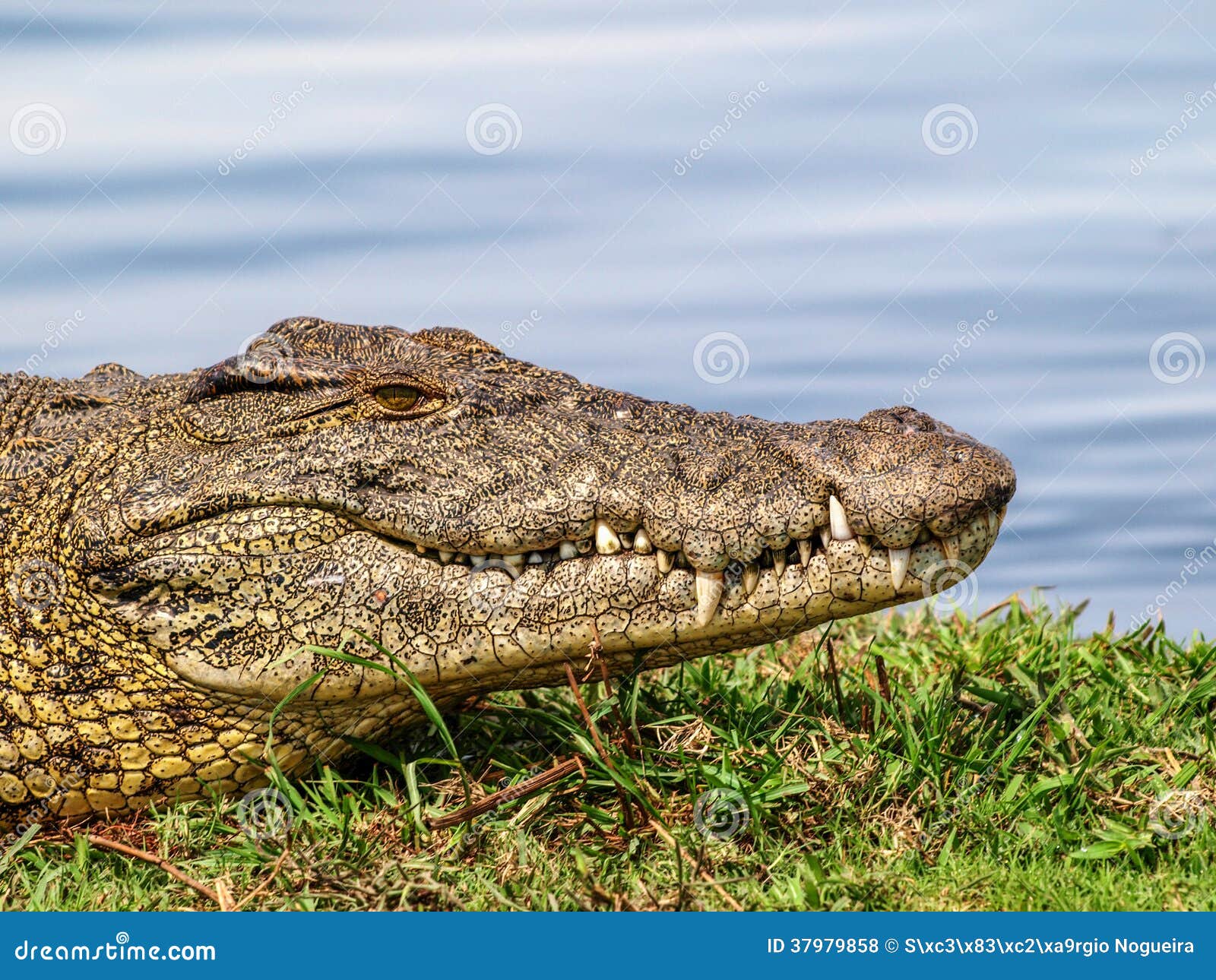Crocodile head stock photo. Image of nature, closeup - 37979858