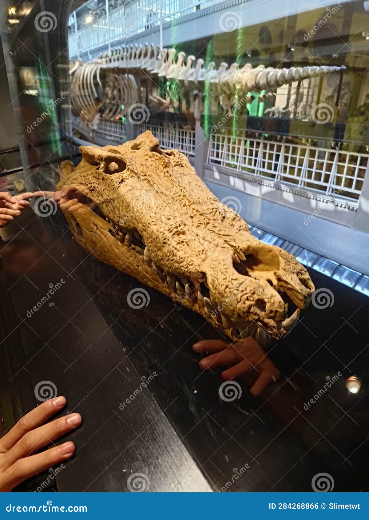 Crocodile Head Bones on Display Stock Photo - Image of head, display ...