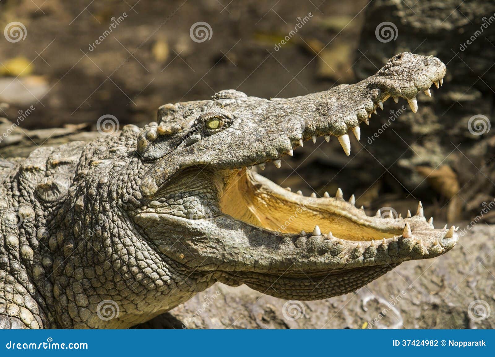 Crocodile Head stock photo. Image of side, outdoors, dangerous - 37424982