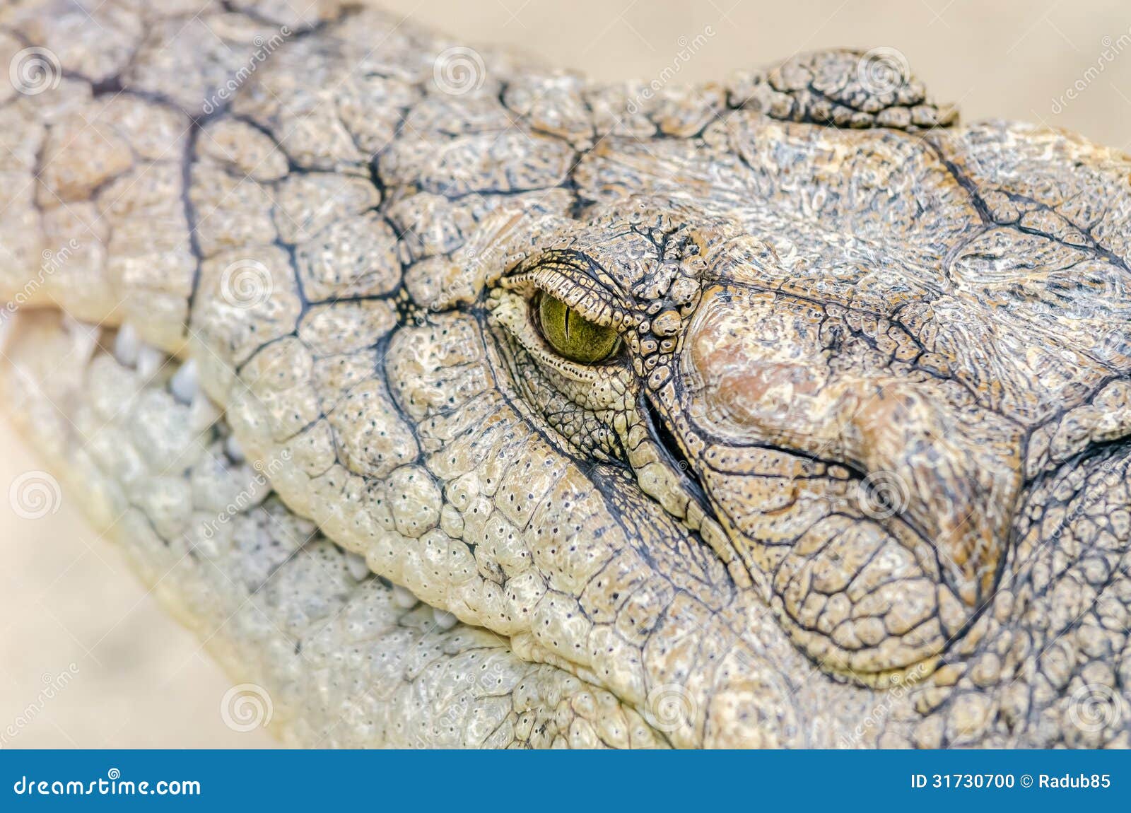 Crocodile Head, Top View. Royalty-Free Stock Photo | CartoonDealer.com ...