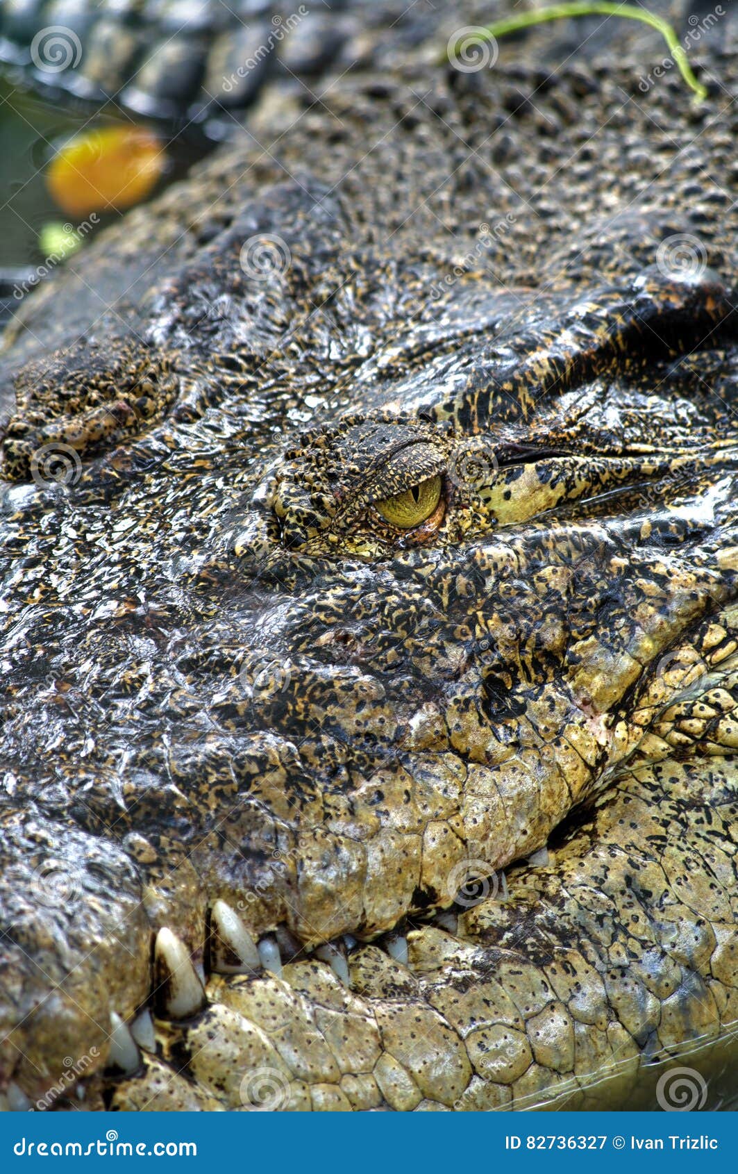 Crocodile head closeup stock image. Image of animal, alligator - 82736327