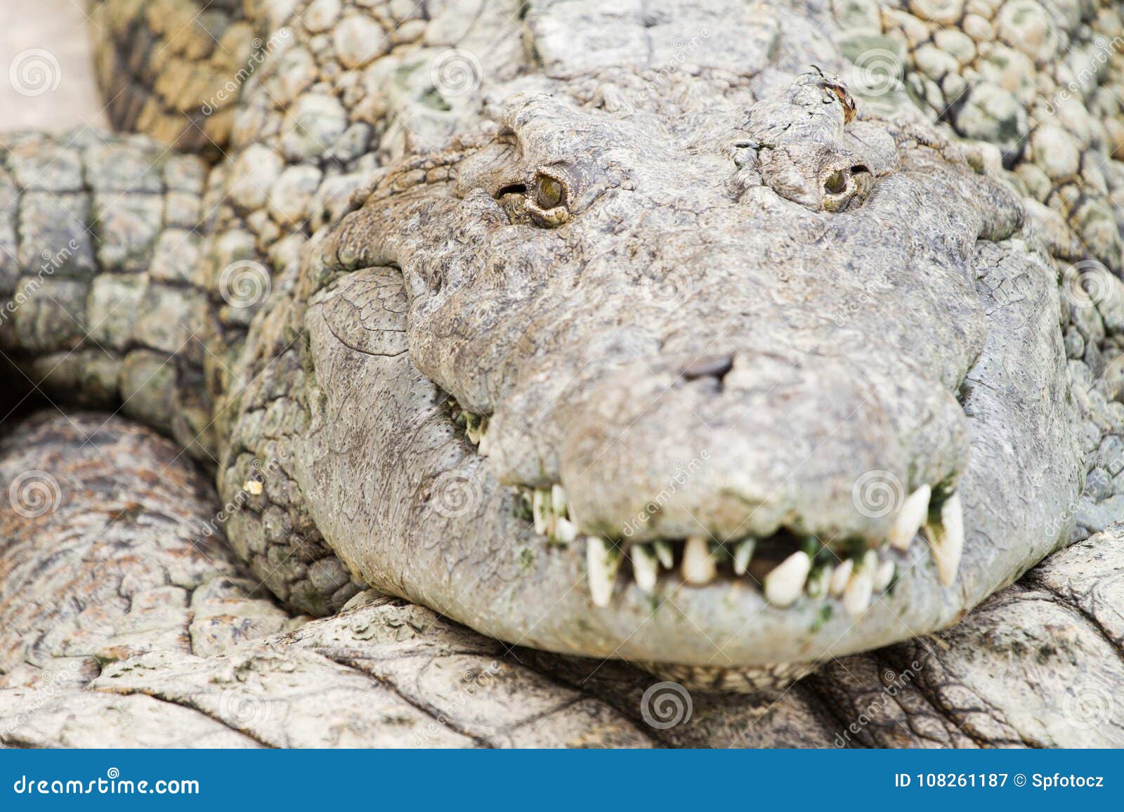 Crocodile Head stock image. Image of hunter, amphibian - 108261187