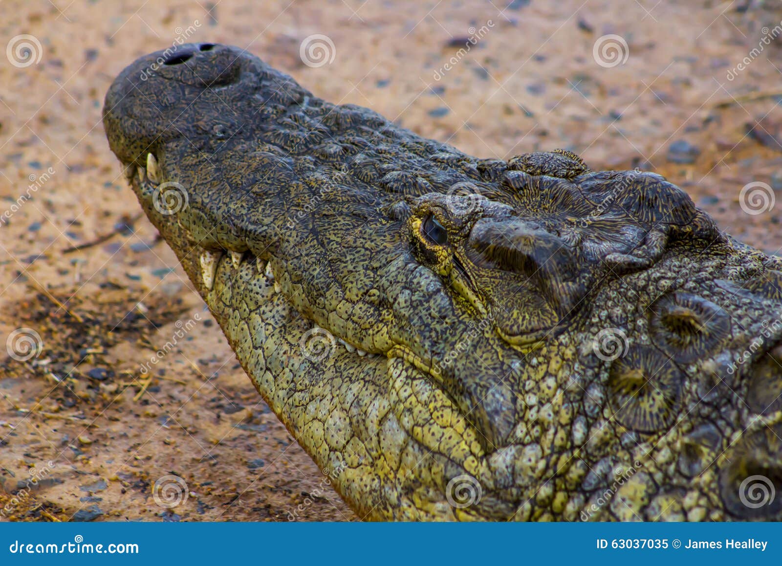 Crocodile Head stock image. Image of huge, pets, dangerous - 63037035