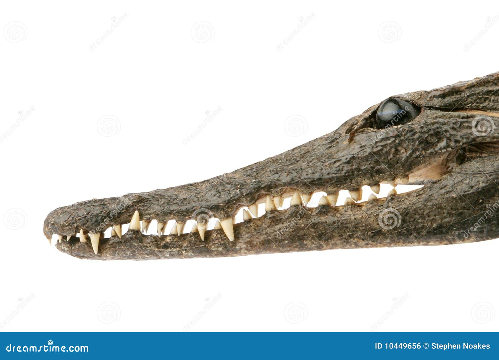 Crocodile head isolated stock photo. Image of sharp, eyes - 10449656