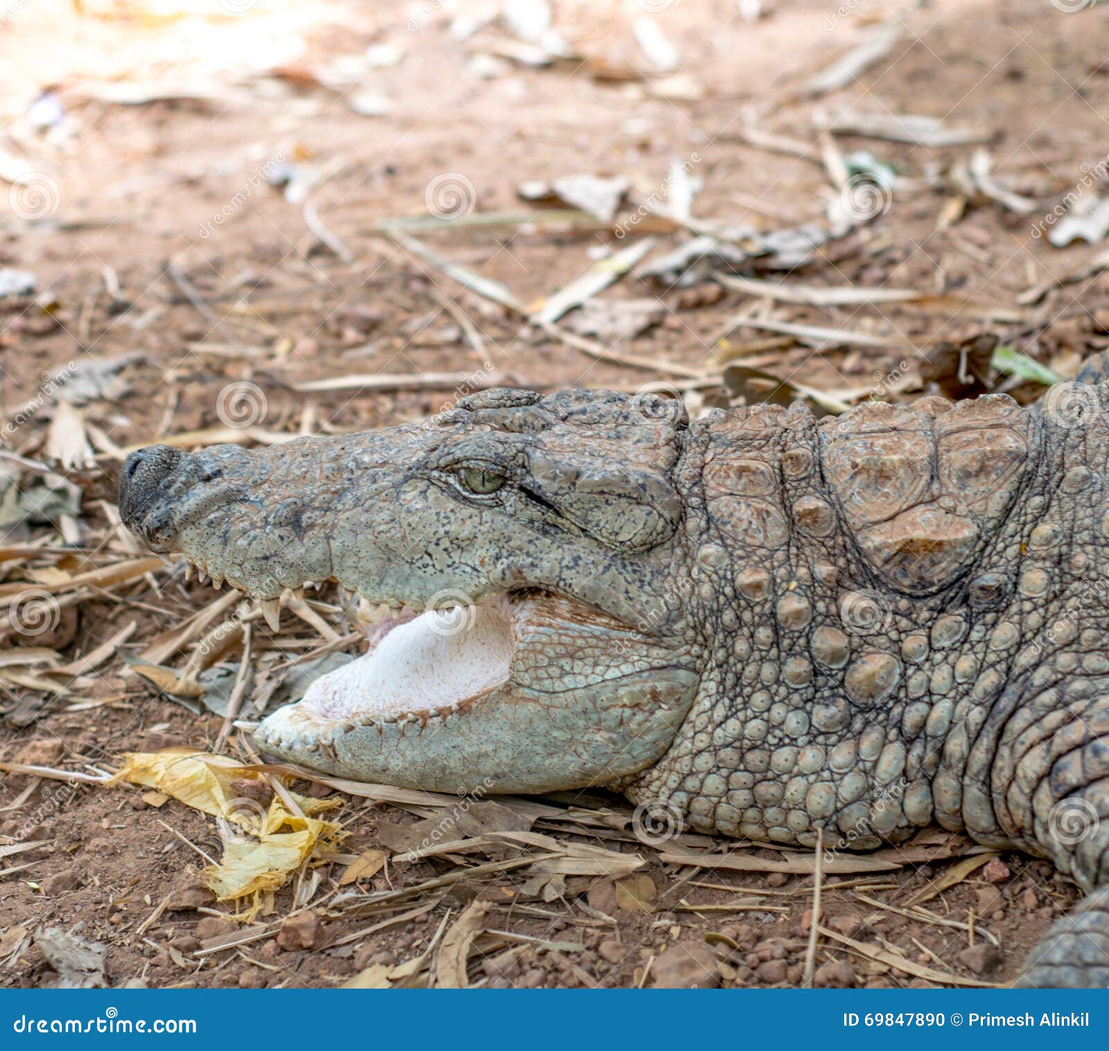 Crocodile Head(Crocodylinae) Stock Photo - Image of floor, crocodile ...