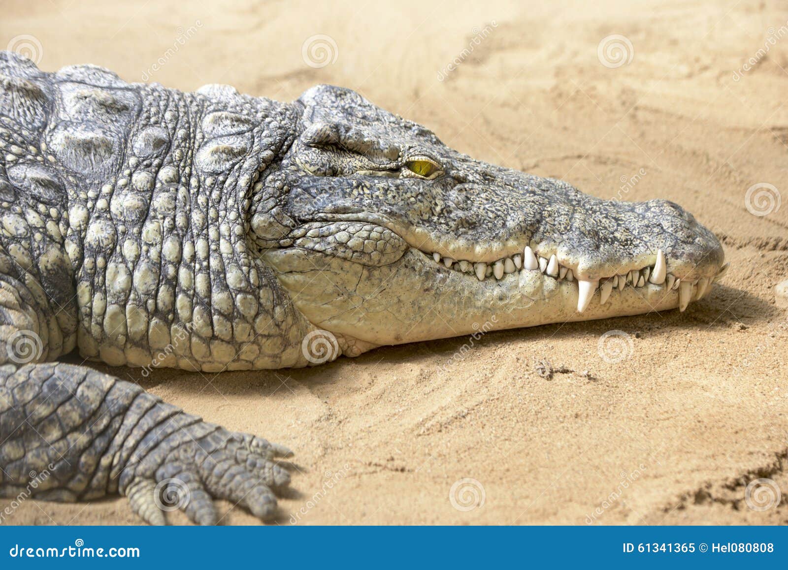 Crocodile Lying in Sand Near River Tanzania Africa Stock Image - Image ...