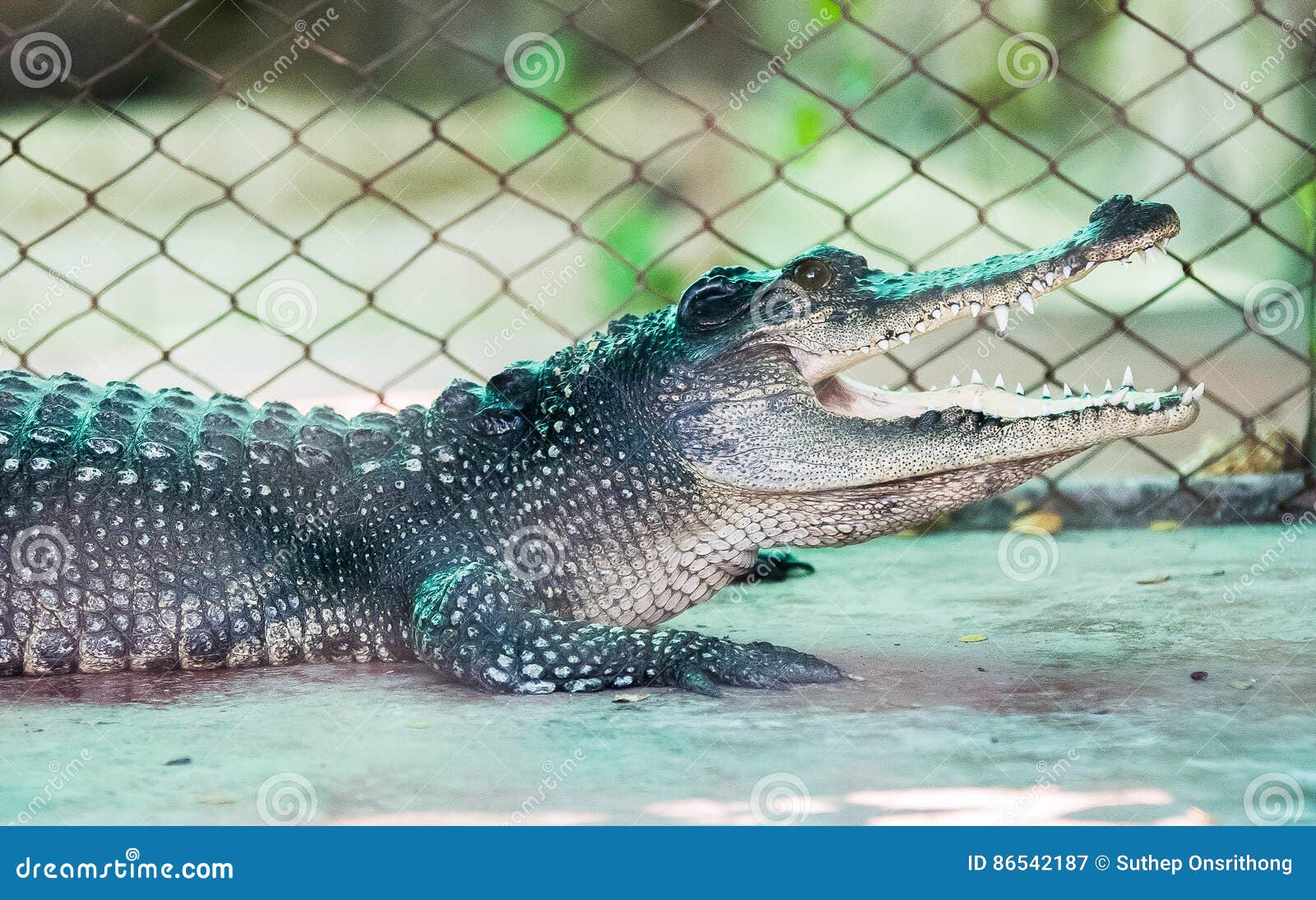 Crocodile hunger Food stock image. Image of animal, terrible - 86542187