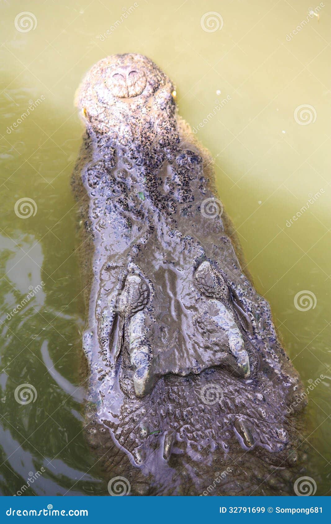 Crocodile stock image. Image of crocodile, carnivore - 32791699