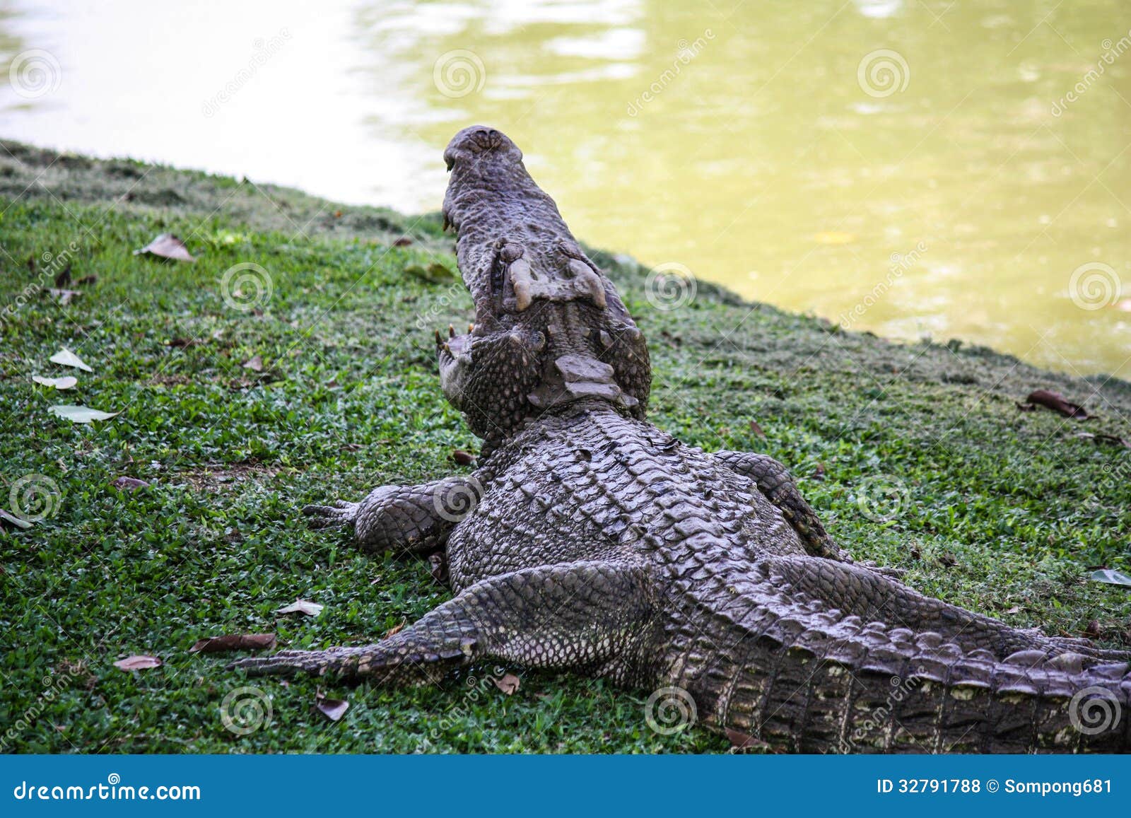 Crocodile stock photo. Image of displeased, danger, animal - 32791788