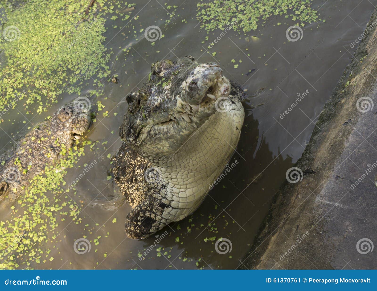 Crocodile Hunting Aggressive Bite Head Alligator Concept Stock Image ...