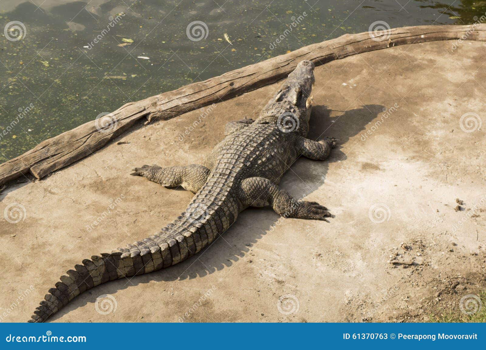 Crocodile Hunting Aggressive Bite Head Alligator Concept Stock Image ...