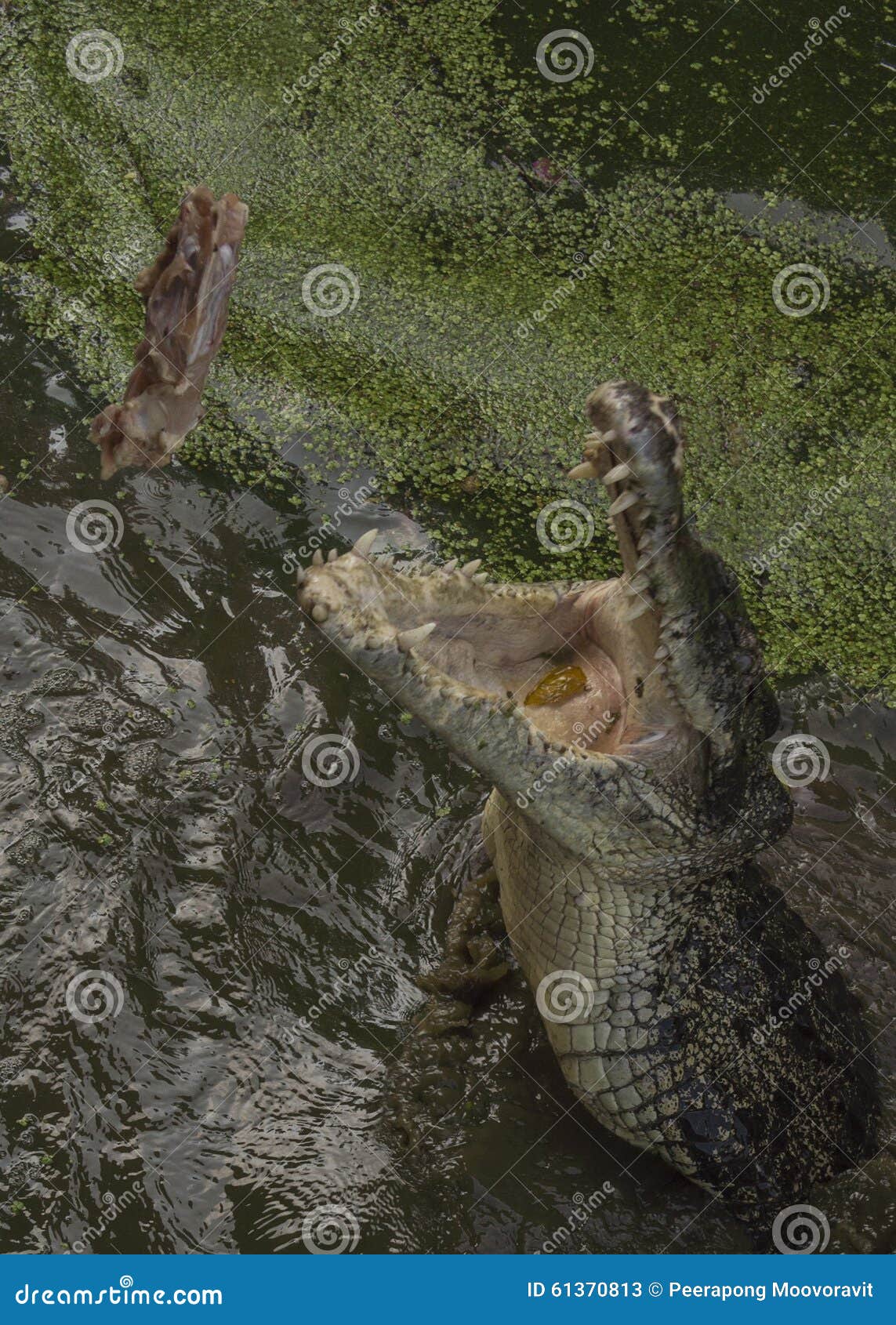 Crocodile Hunting Aggressive Bite Head Alligator Concept Stock Image ...