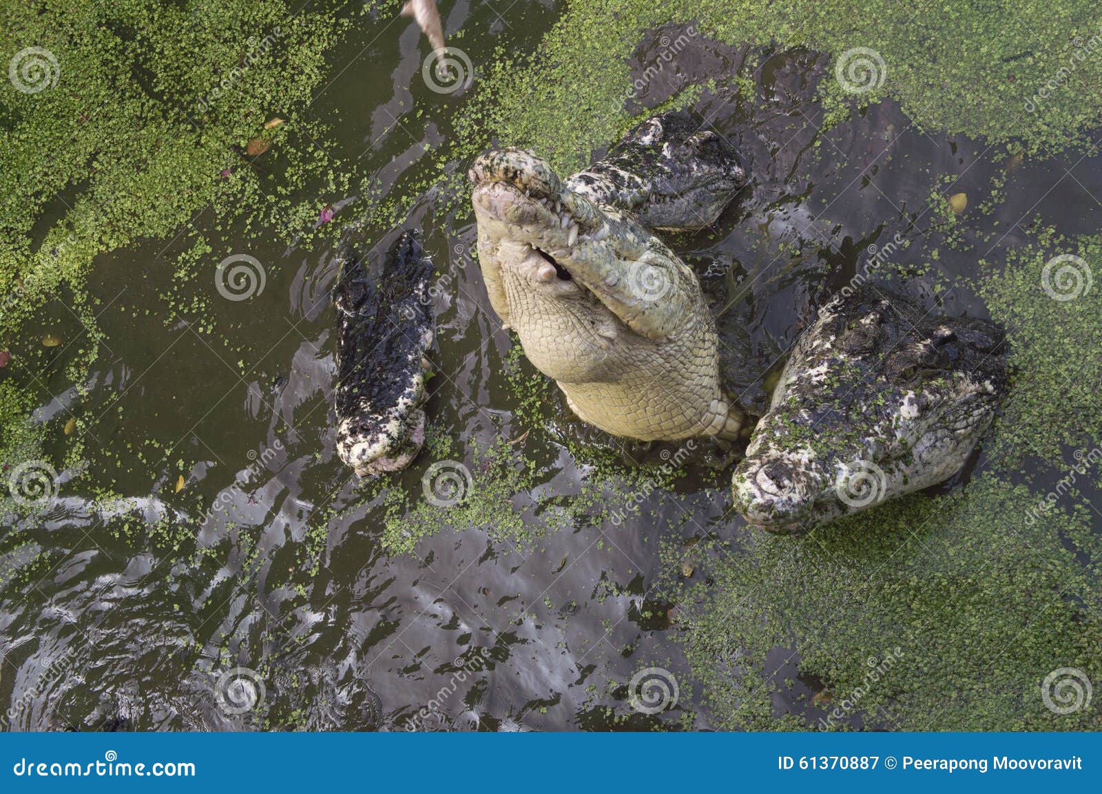 Crocodile Hunting Aggressive Bite Head Alligator Concept Stock Image ...