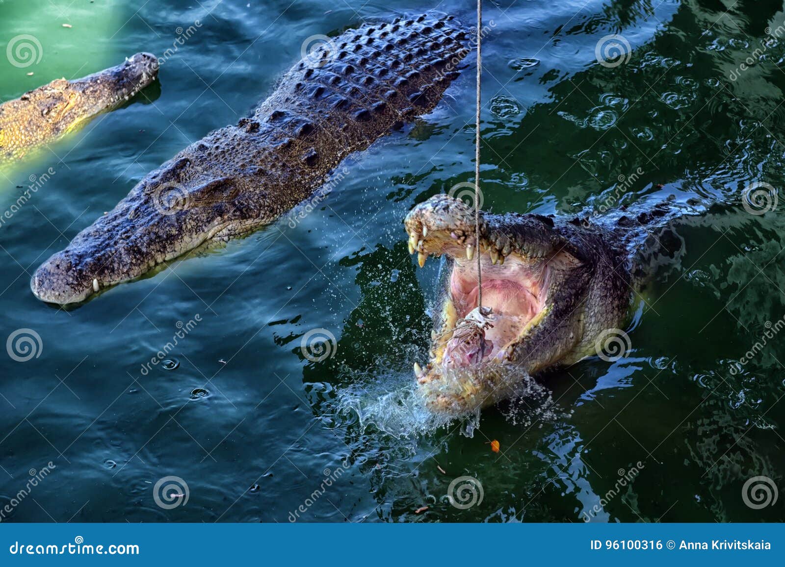 Crocodile hunting stock photo. Image of blood, crocodylus - 96100316