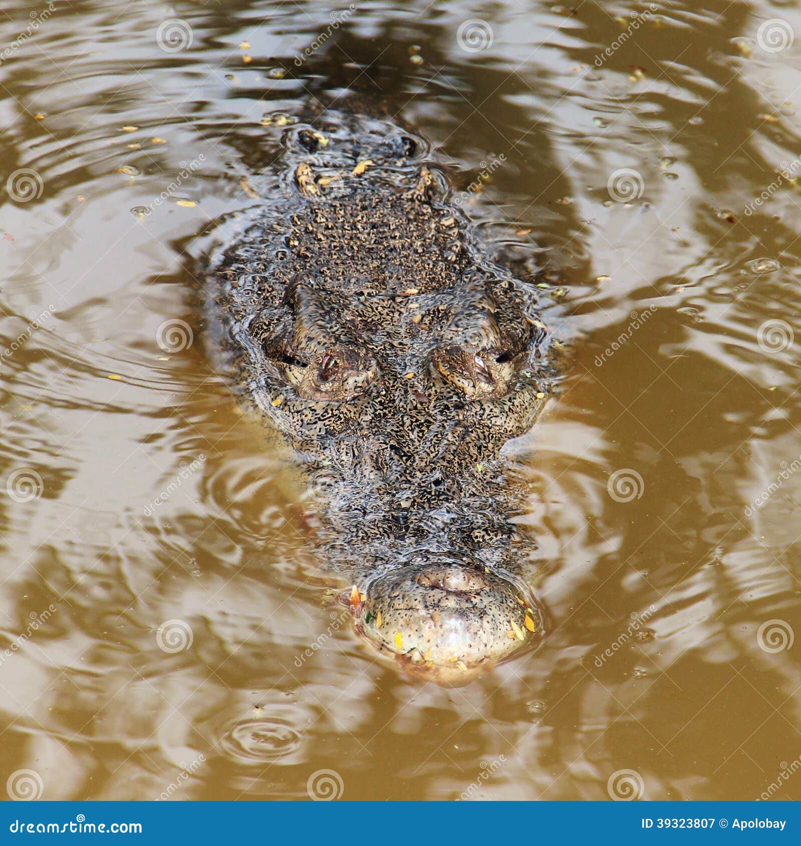 Crocodile Hunting in a Lake Stock Image - Image of dirt, masai: 39323807
