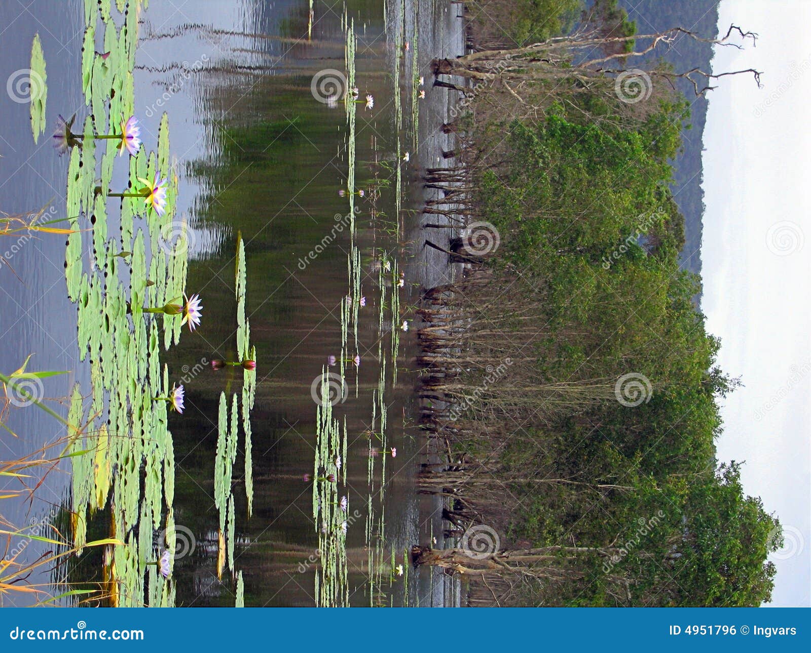 Crocodile infested swamps stock photo. Image of camping - 4951796