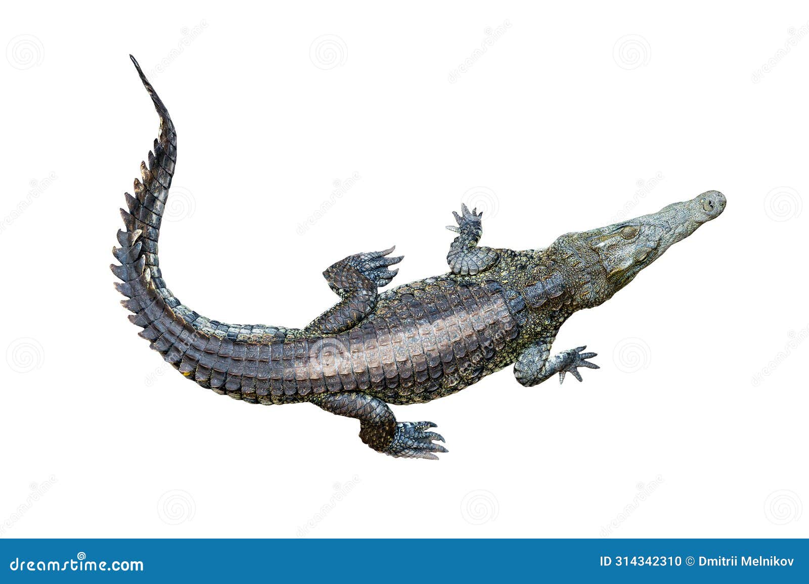 Top View Crocodile Isolated On White Background Stock Photo ...