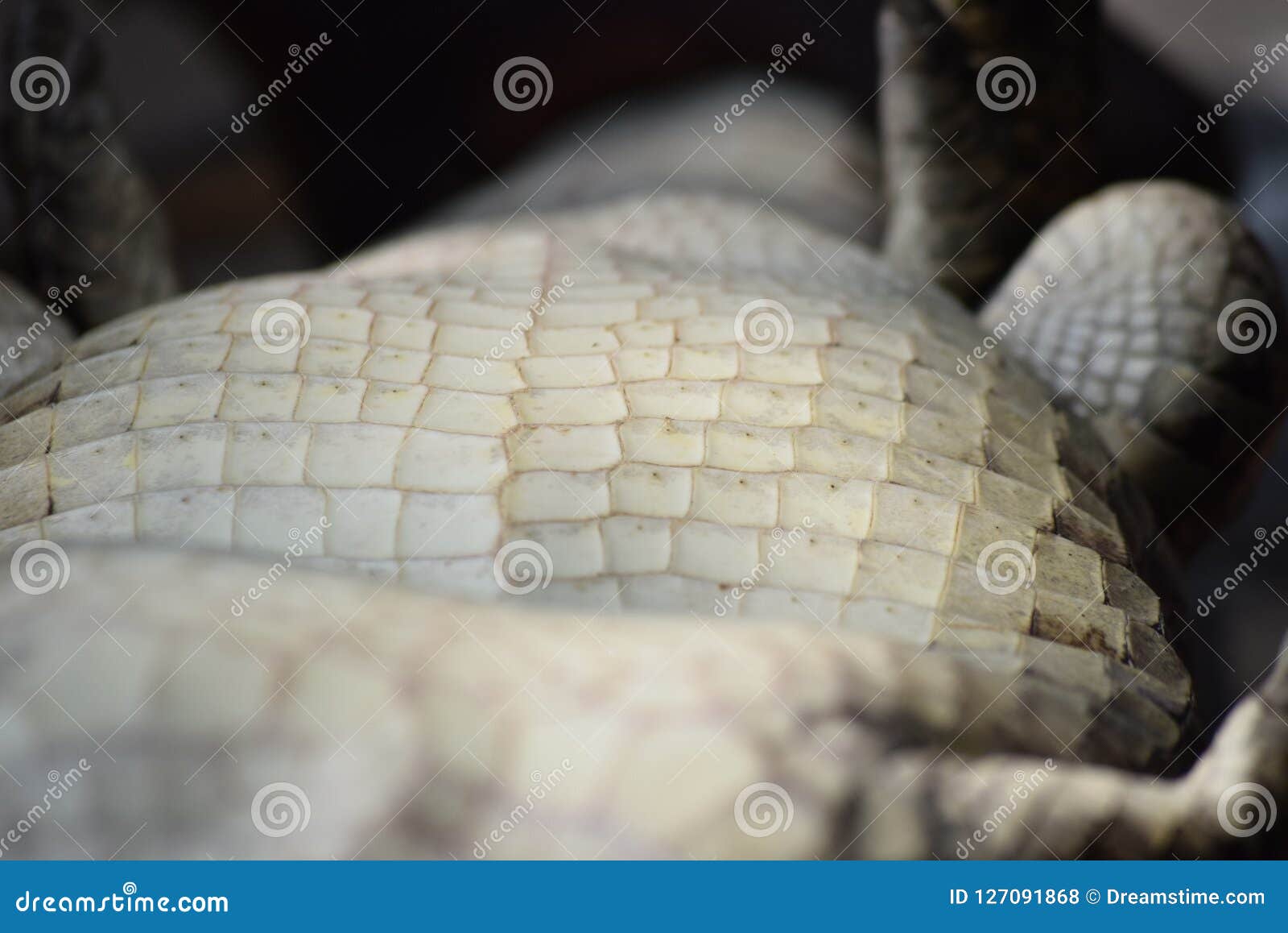 Crocodile on its back stock photo. Image of legs, skin - 127091868