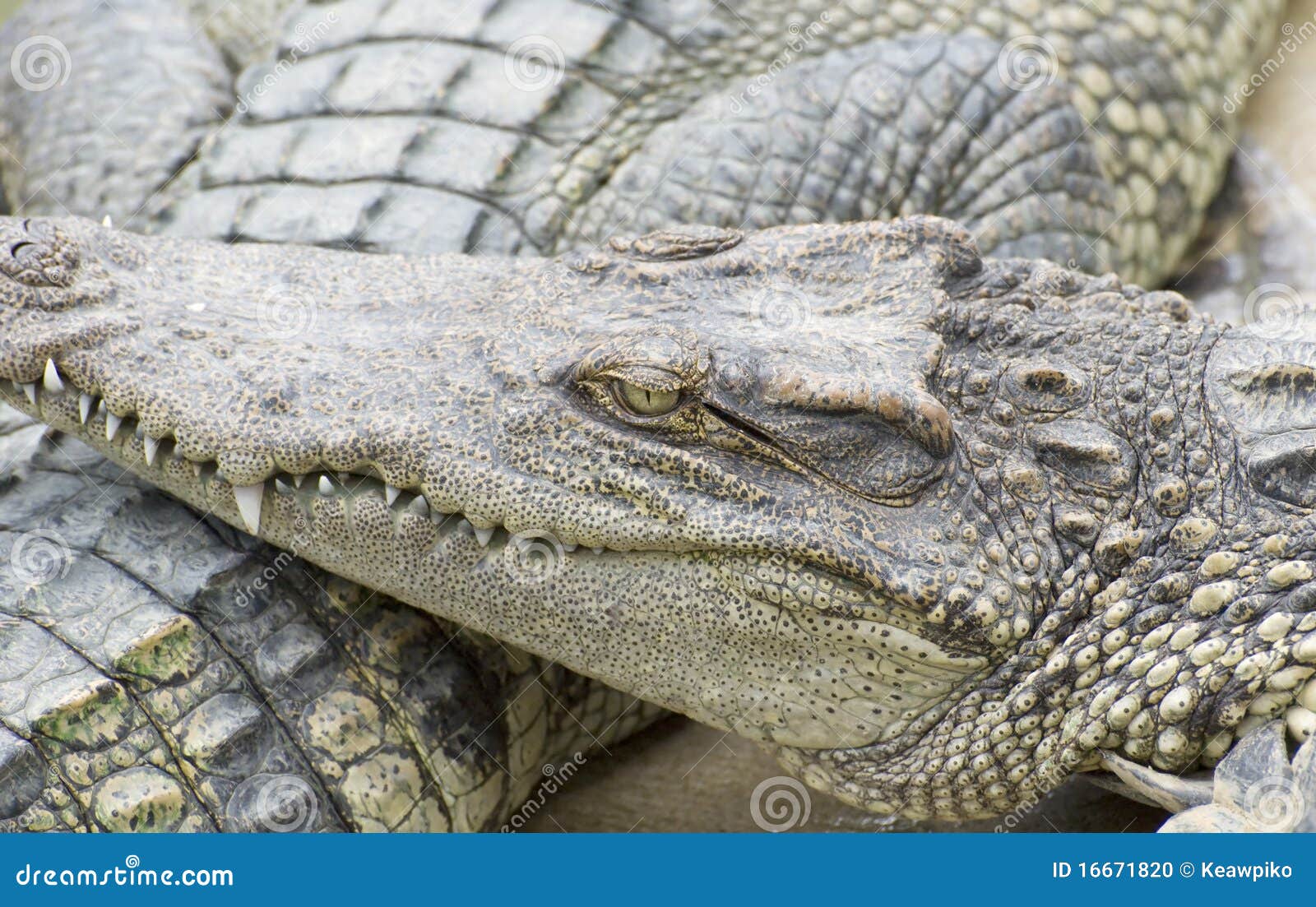 Crocodile jaw stock photo. Image of lake, plate, alligator - 16671820