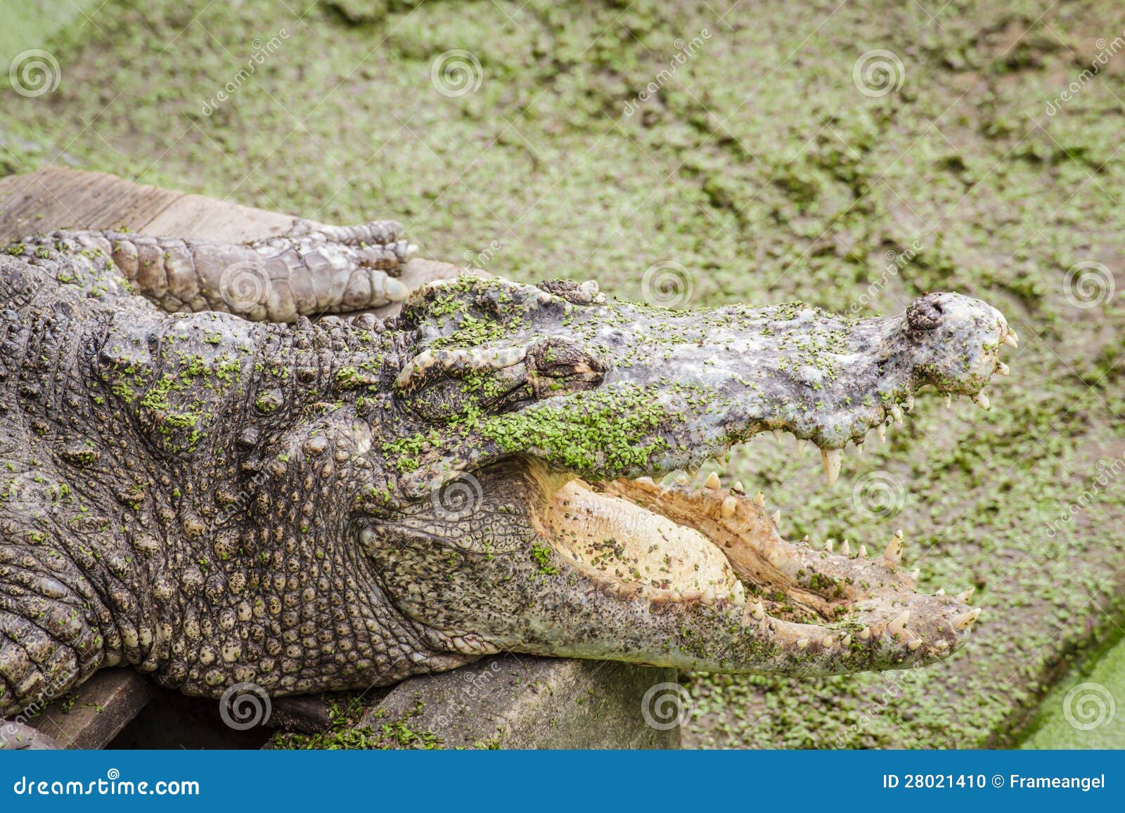 Crocodile and jaw stock photo. Image of mouth, crocodile - 28021410