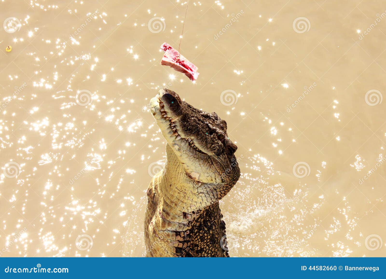 Crocodile jumping stock photo. Image of leather, large - 44582660