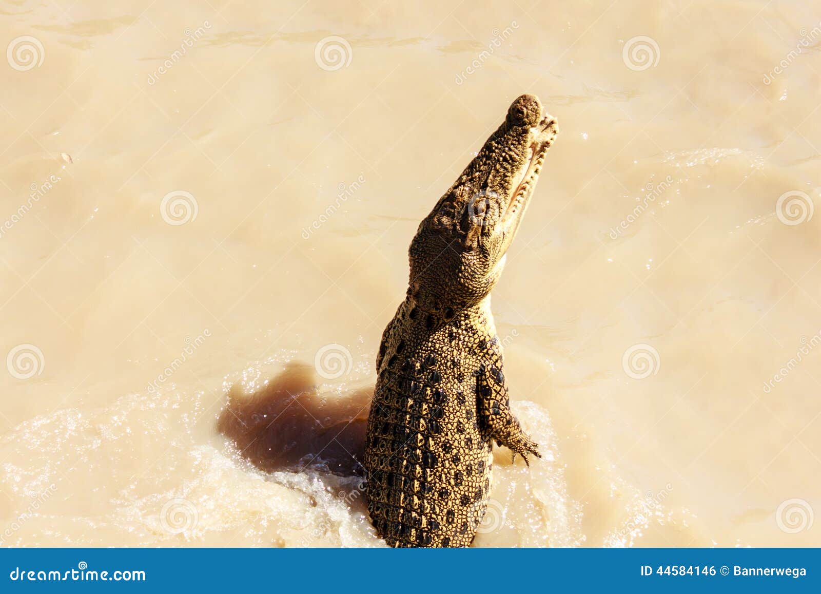 Crocodile jumping stock photo. Image of aidelaide, dangerous - 44584146