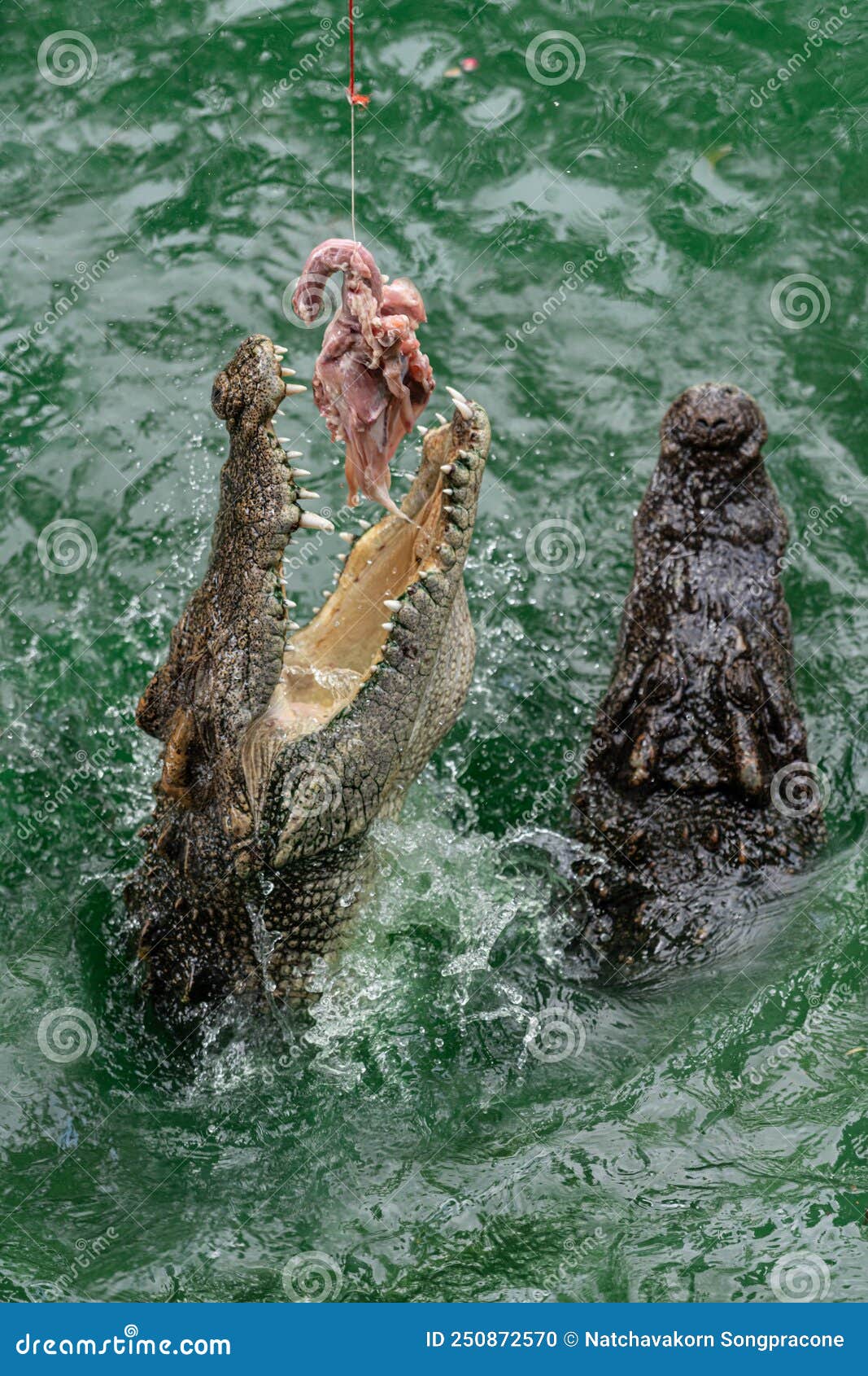 Jumping Croc Royalty-Free Stock Photography | CartoonDealer.com #12316229