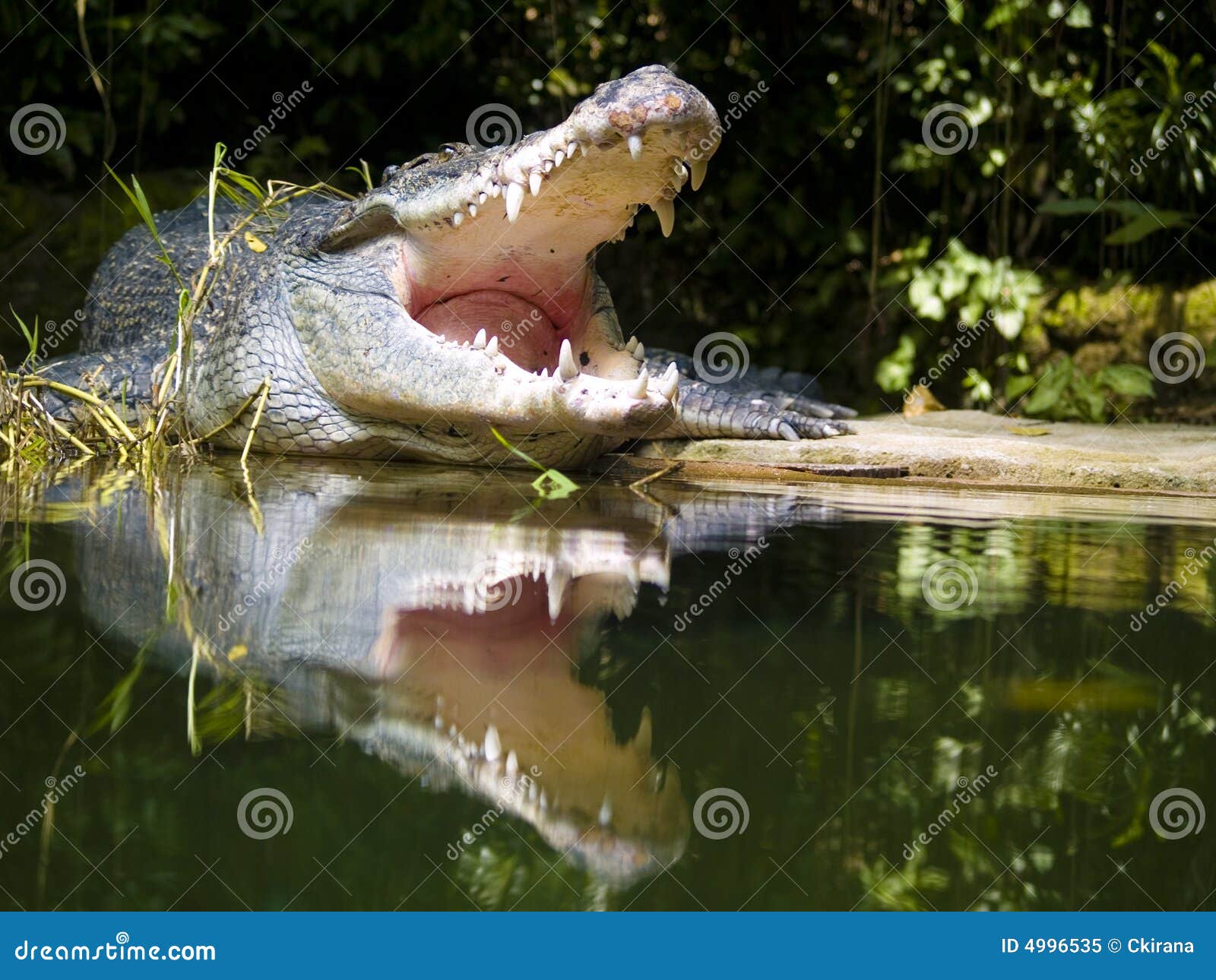 Crocodile by the lake stock image. Image of crocodile - 4996535