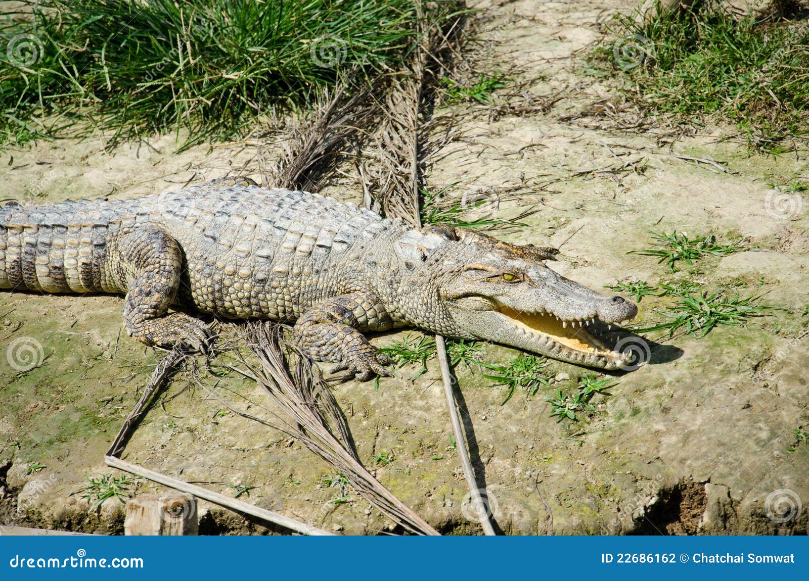 Crocodile, large reptiles. stock photo. Image of hunter - 22686162