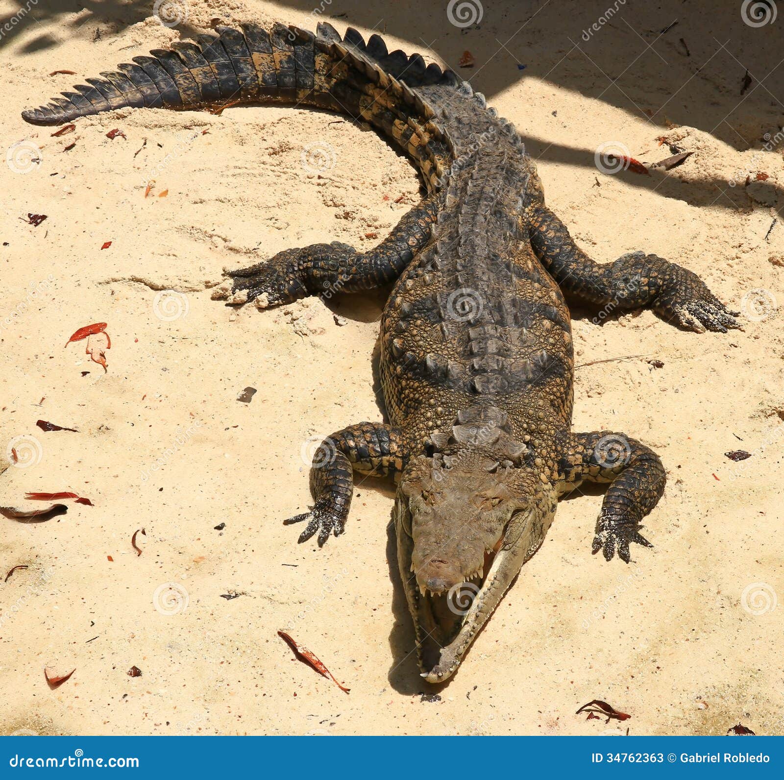 Crocodile stock image. Image of closeup, predator, nature - 34762363