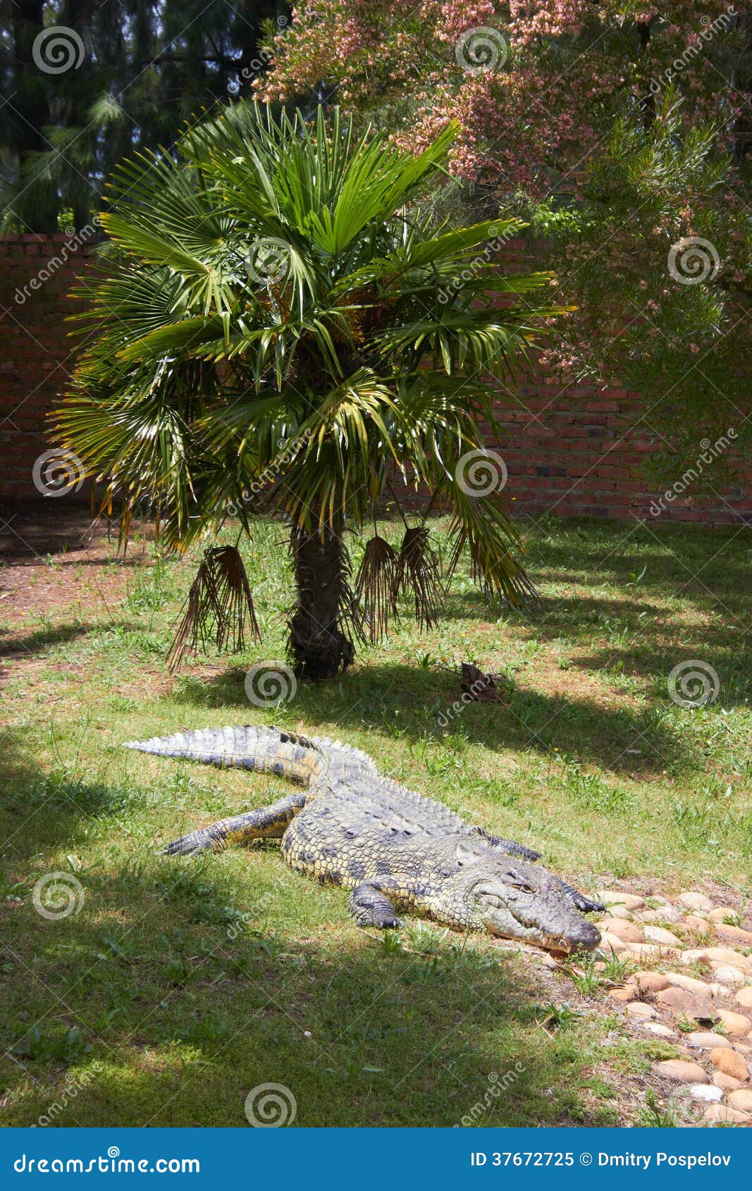 Crocodile stock image. Image of animal, tree, wildlife - 37672725