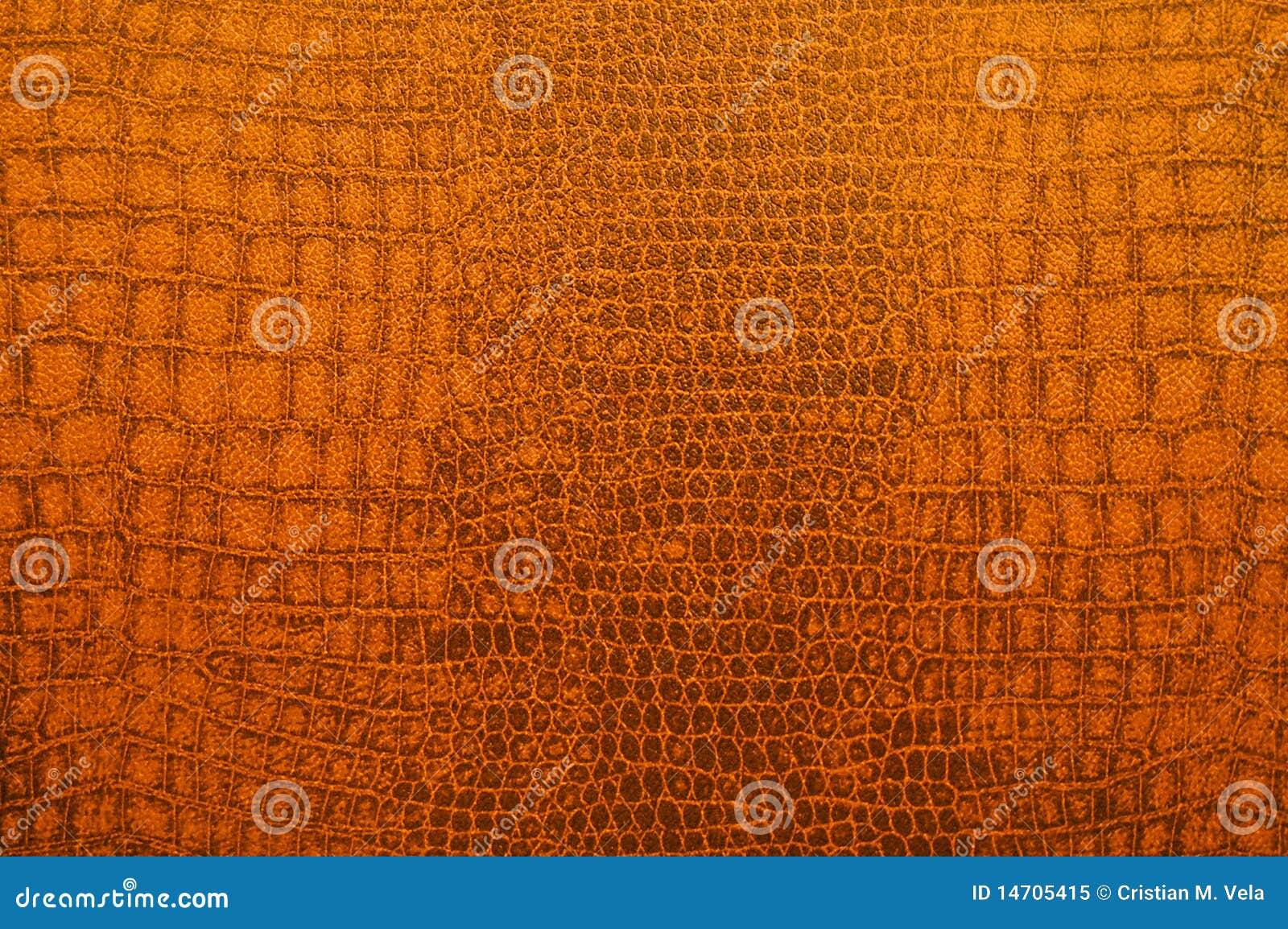 Crocodile leather stock image. Image of leather, reptile - 14705415