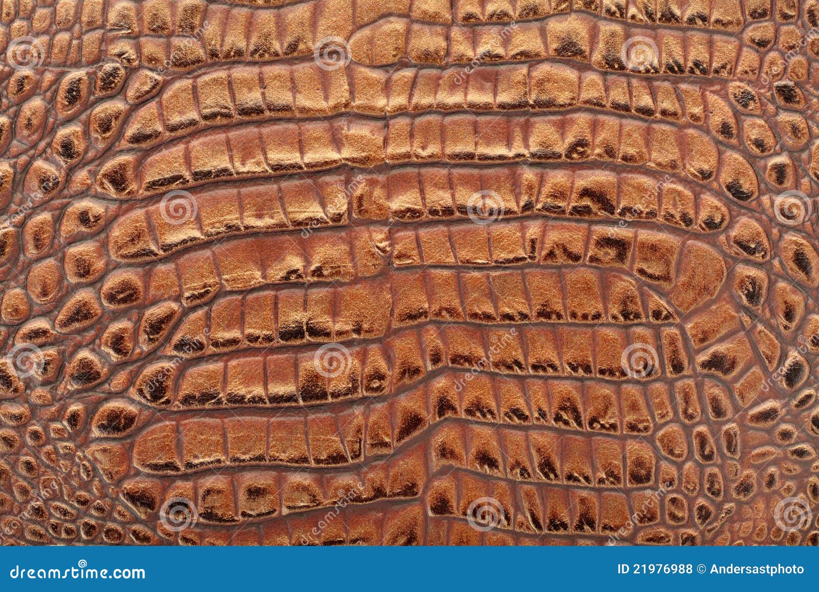 Crocodile leather stock photo. Image of serpent, nature - 21976988