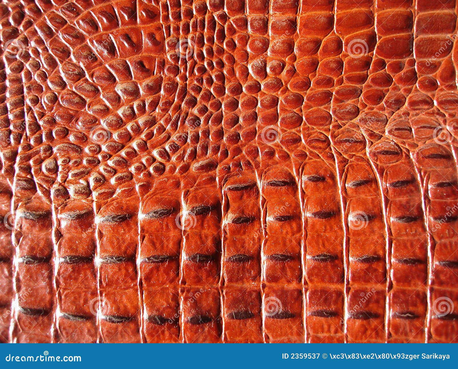 Crocodile Leather Texture Stock Photography | CartoonDealer.com #20485622
