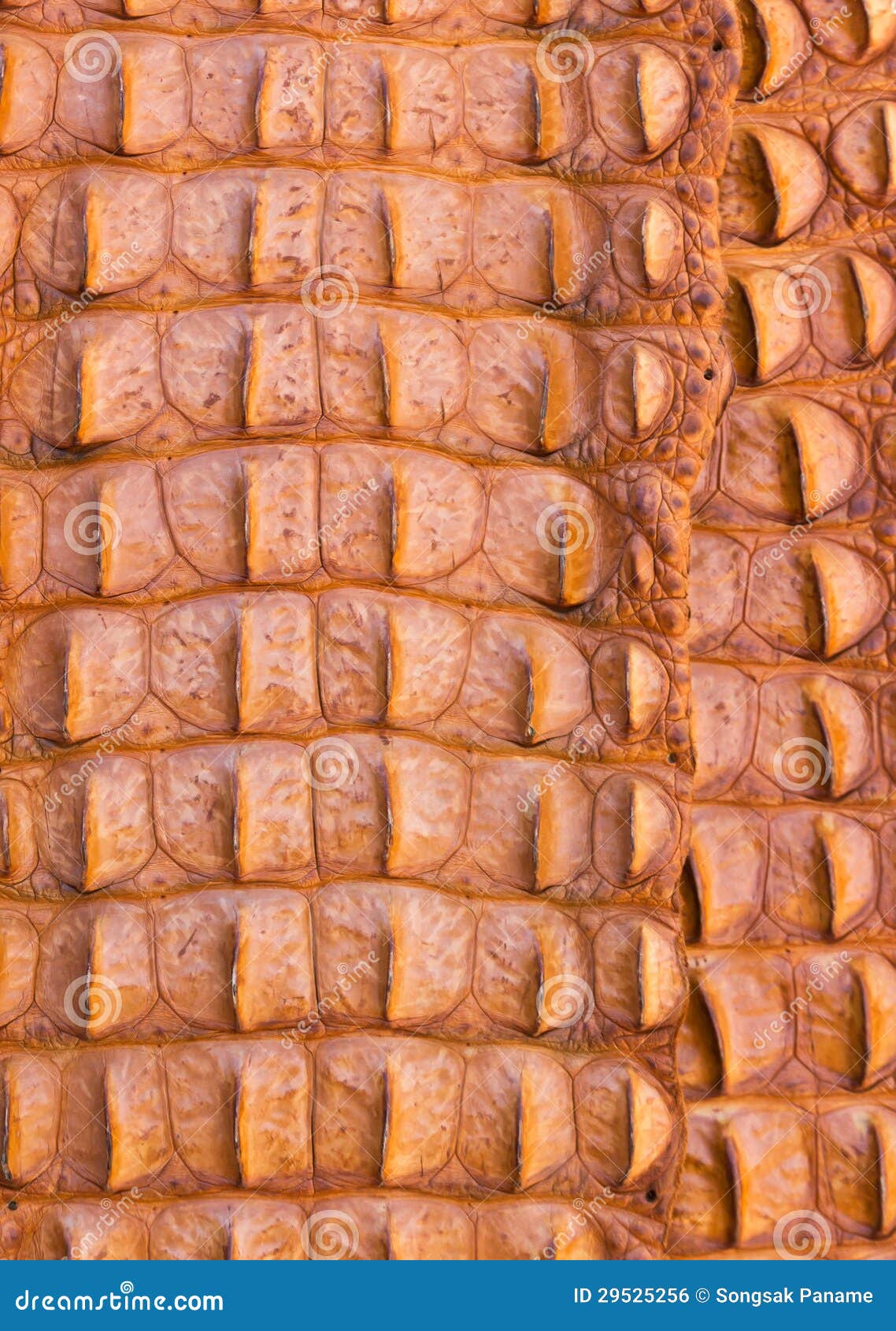 Crocodile leather stock photo. Image of dangerous, africa - 29525256